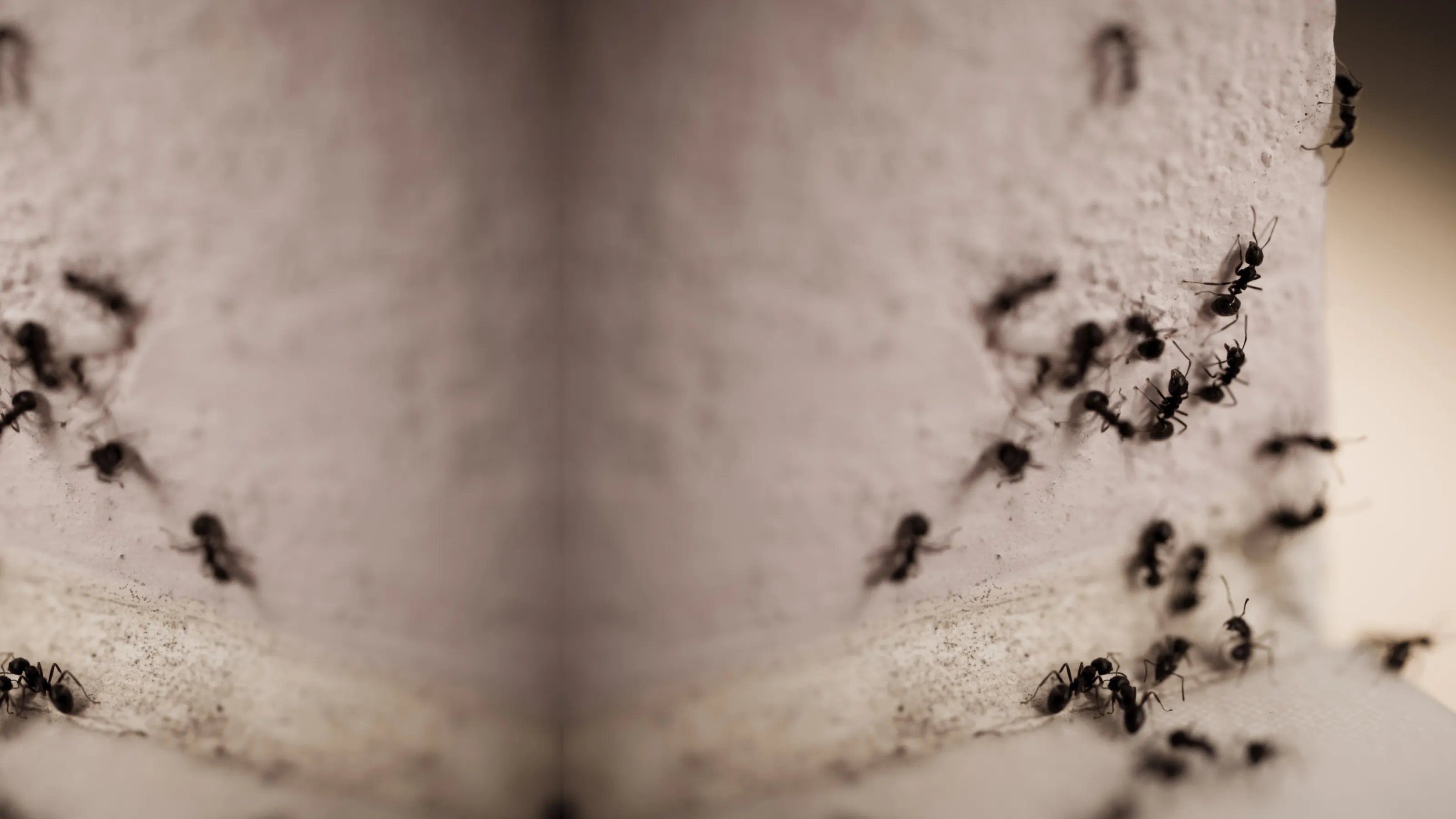 Common Ants | PestNow | PestNow