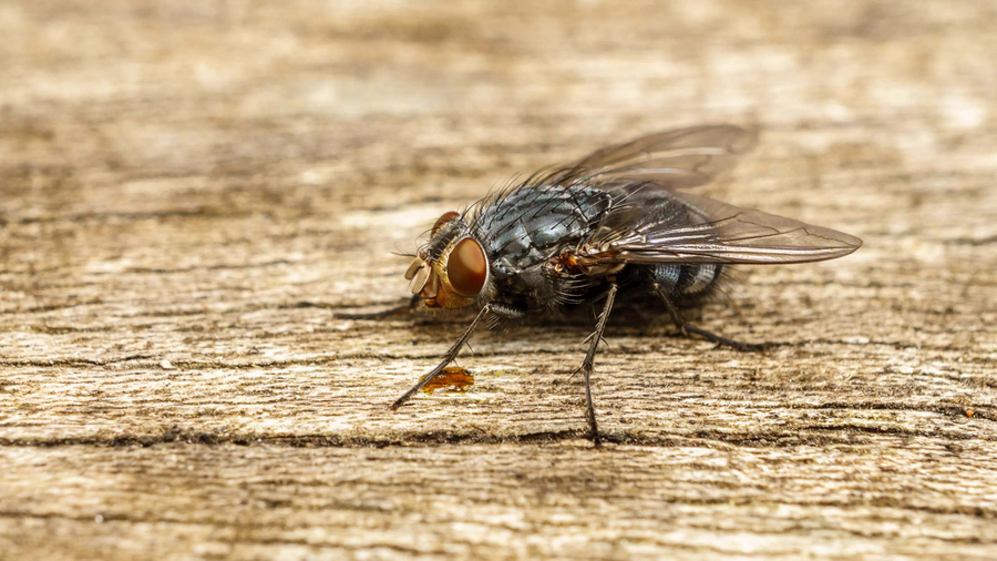 Flies | Pest Control Library | Preferred Pest Control