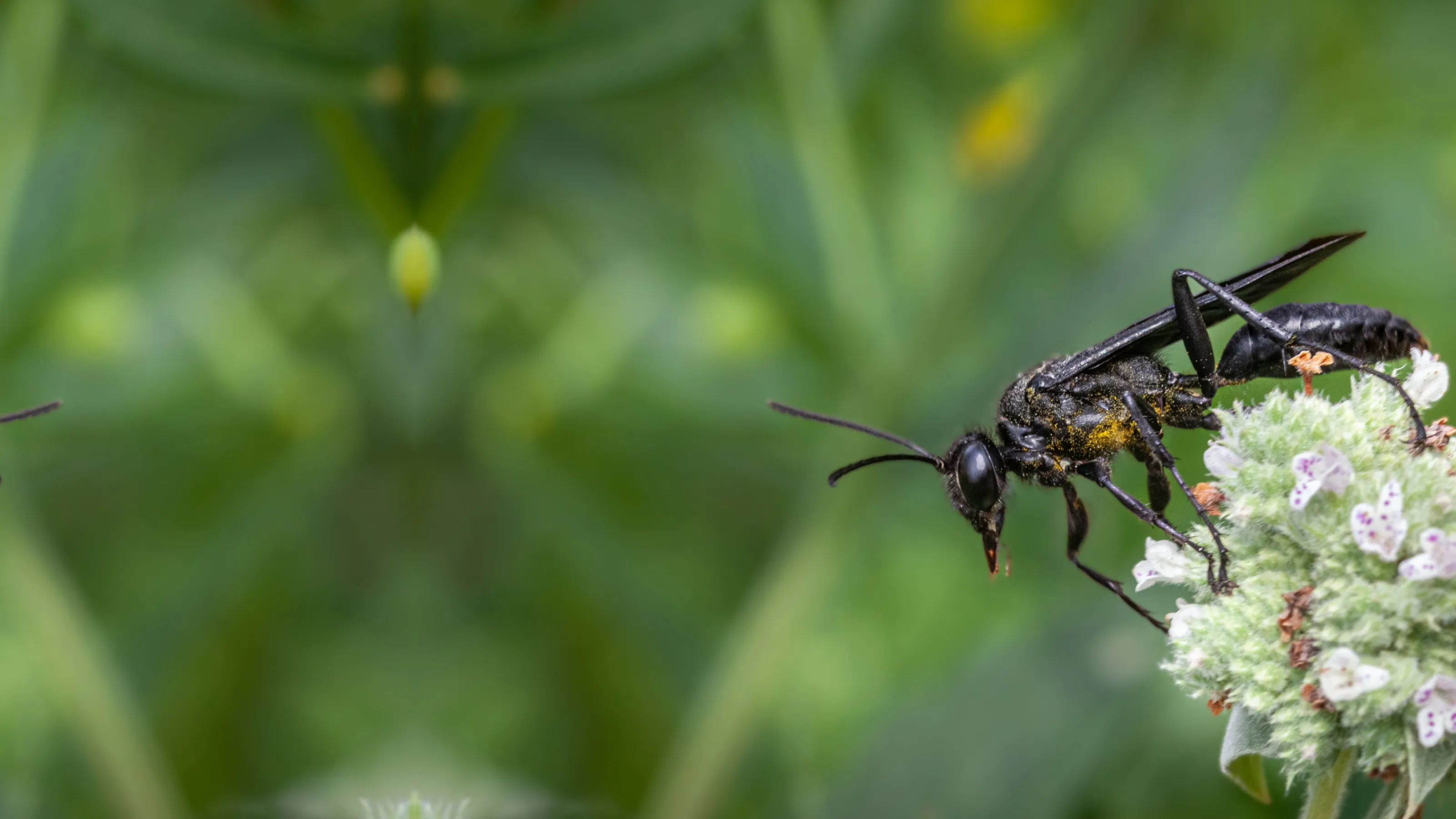 Great Black Wasp | Pest Control Library | PestNow