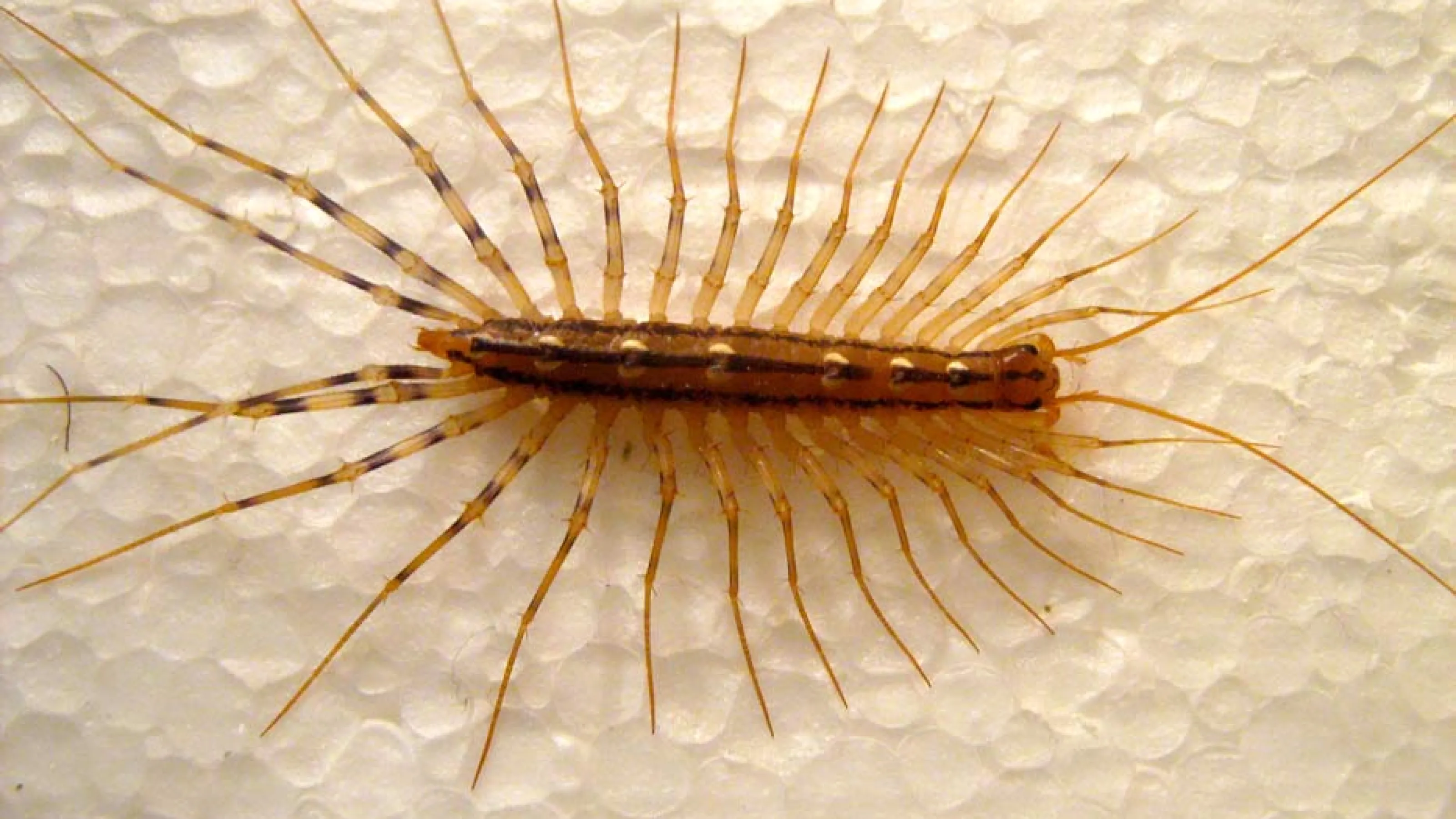 House Centipedes | Pest Control Library | PestNow