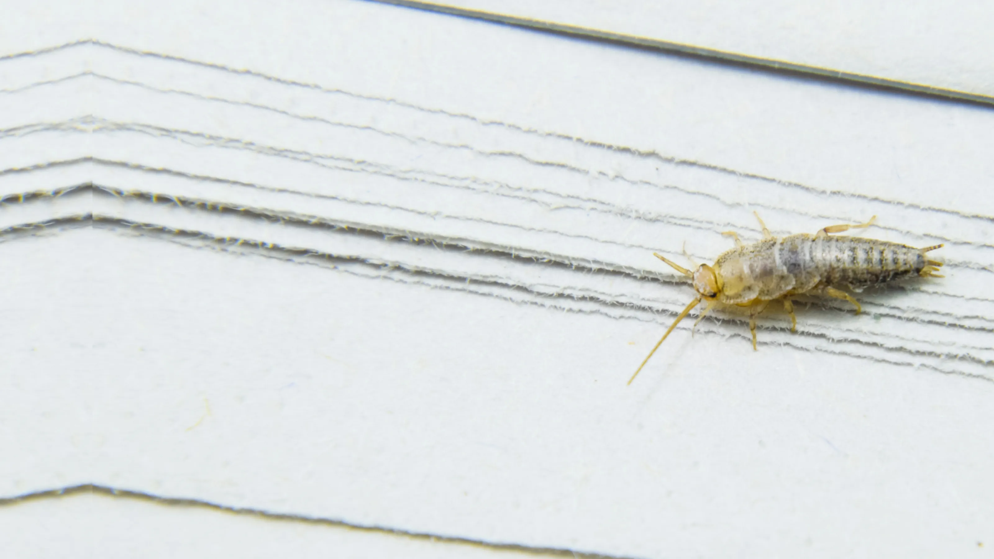 Silverfish | Mares Exterminating