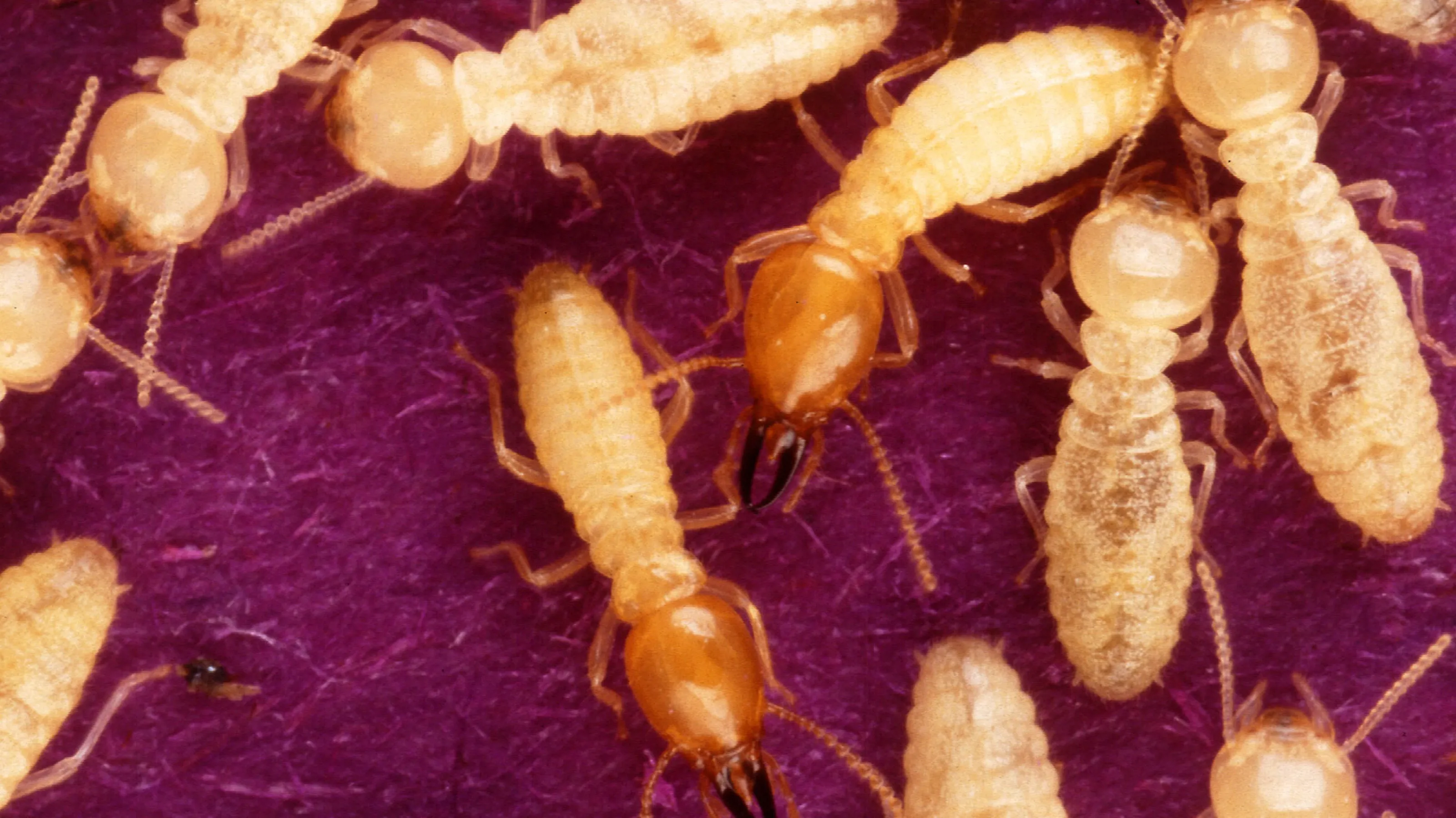 Formosan Termite | Pest Control Library | Palmetto Exterminators