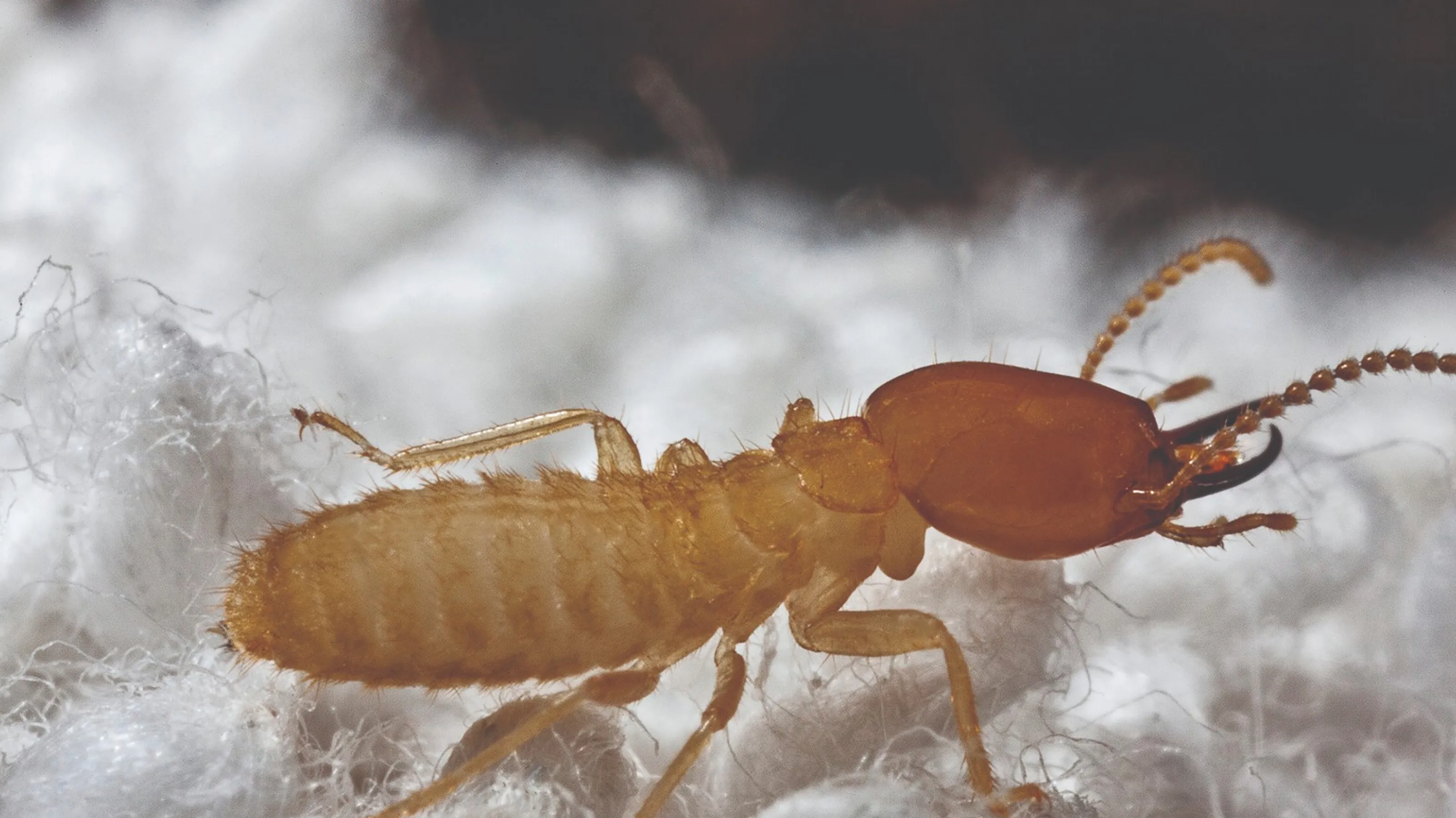 Termite Control | PestNow