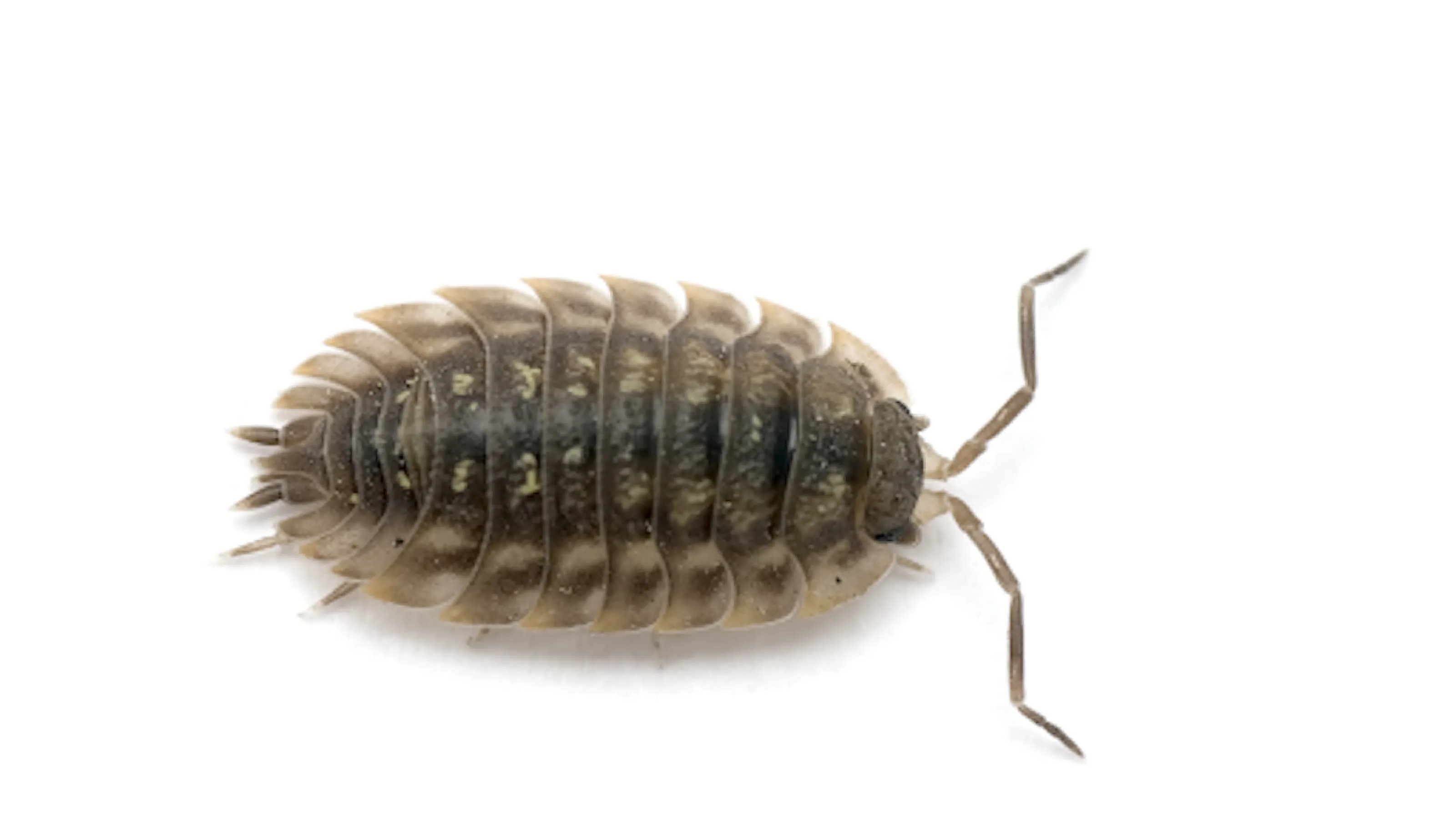 Sowbugs | Pest Control Library | Palmetto Exterminators