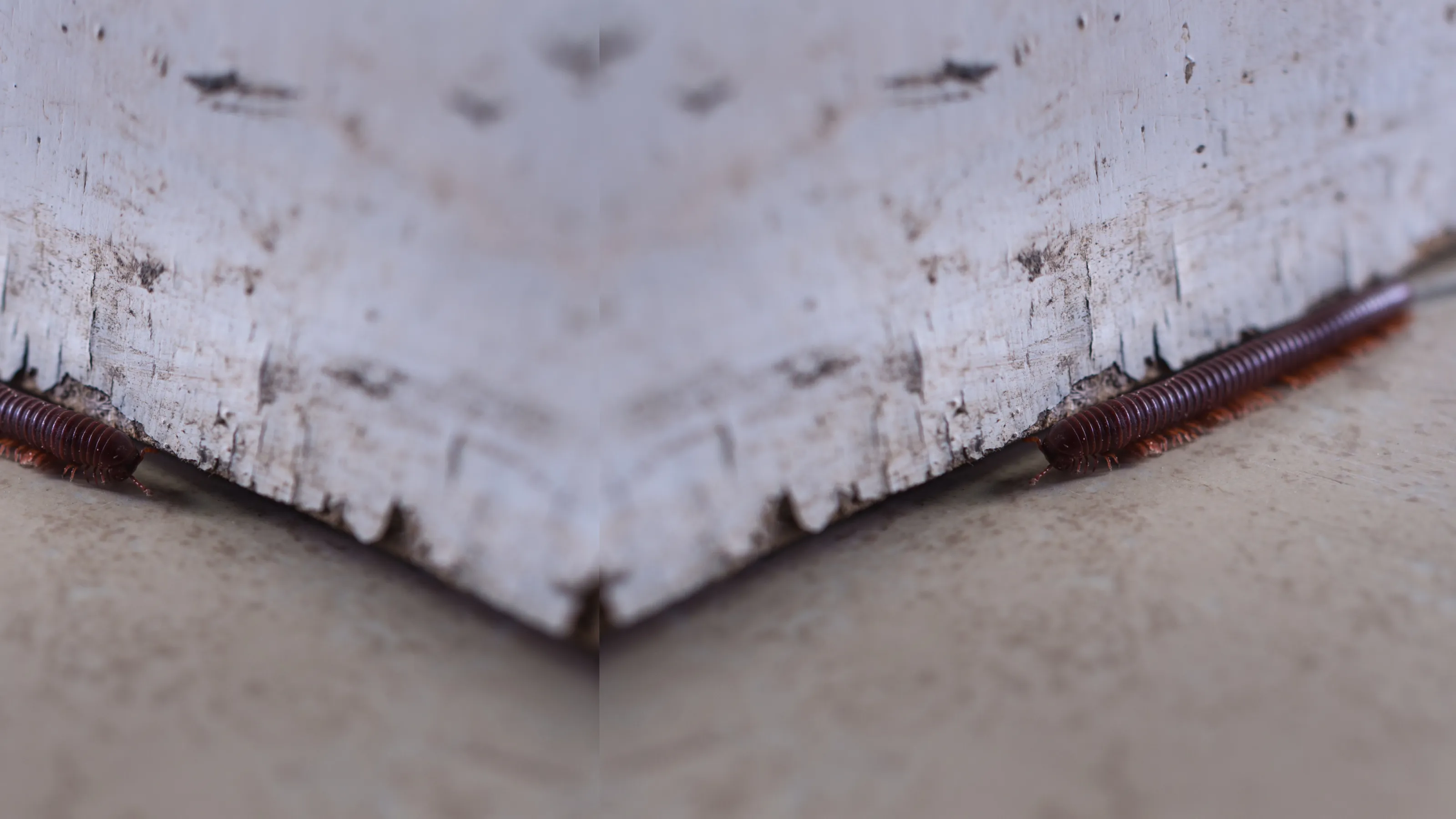 Millipedes | Palmetto Exterminators | Palmetto Exterminators