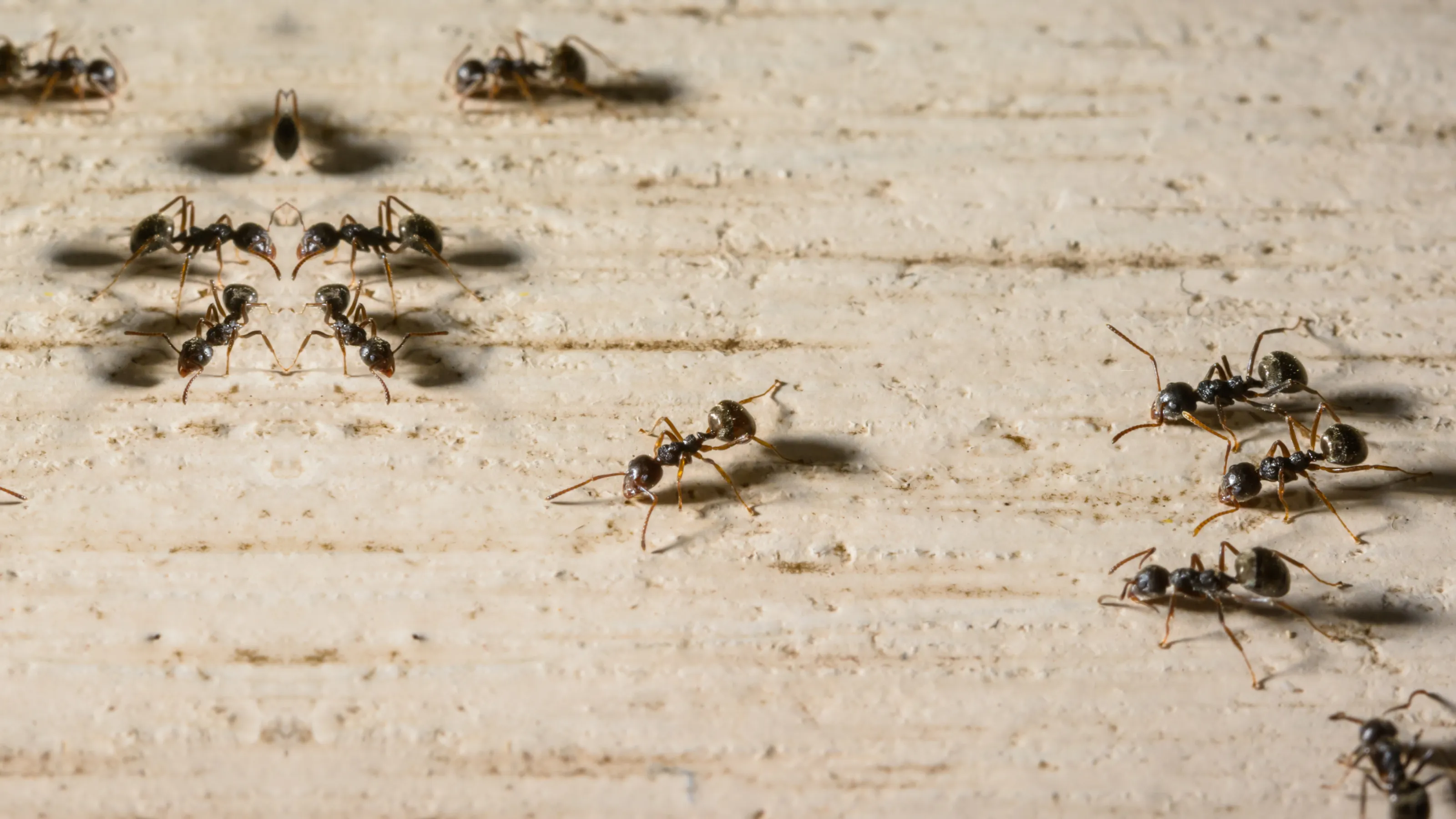 Common Ants | Pest Control Library | Palmetto Exterminators