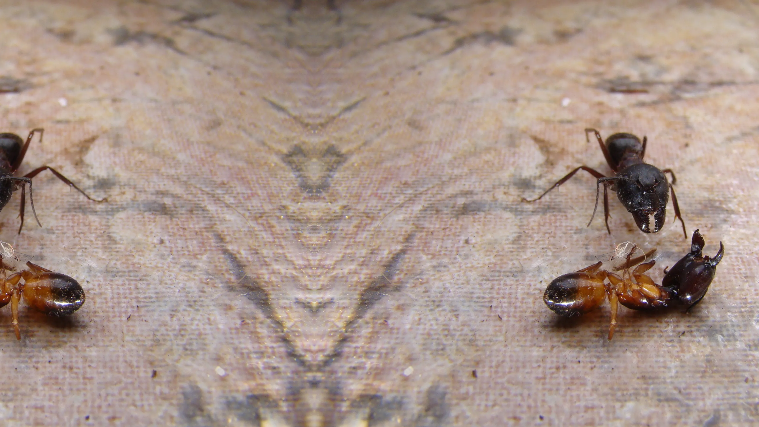 Pavement Ant | Pest Control Library | PestNow