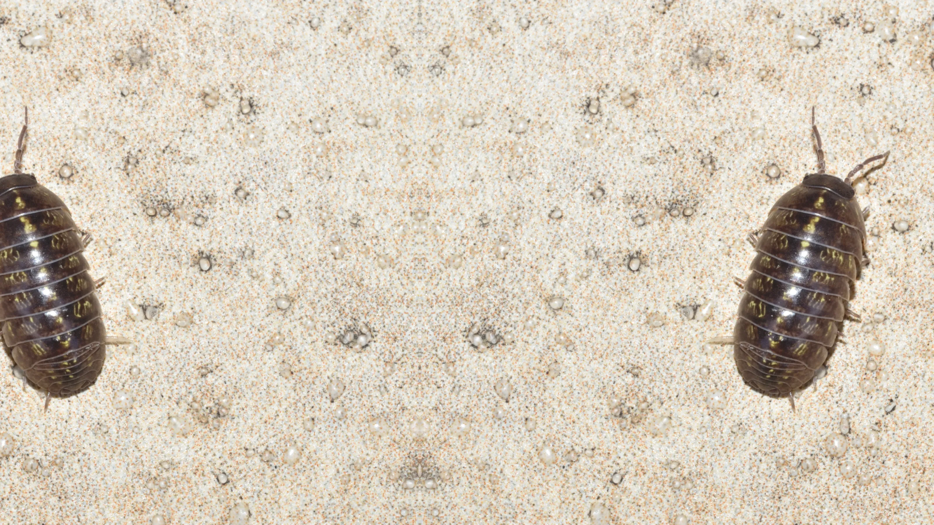 Pill Bugs | Ozane Termite and Pest Control | Ozane Termite & Pest Control