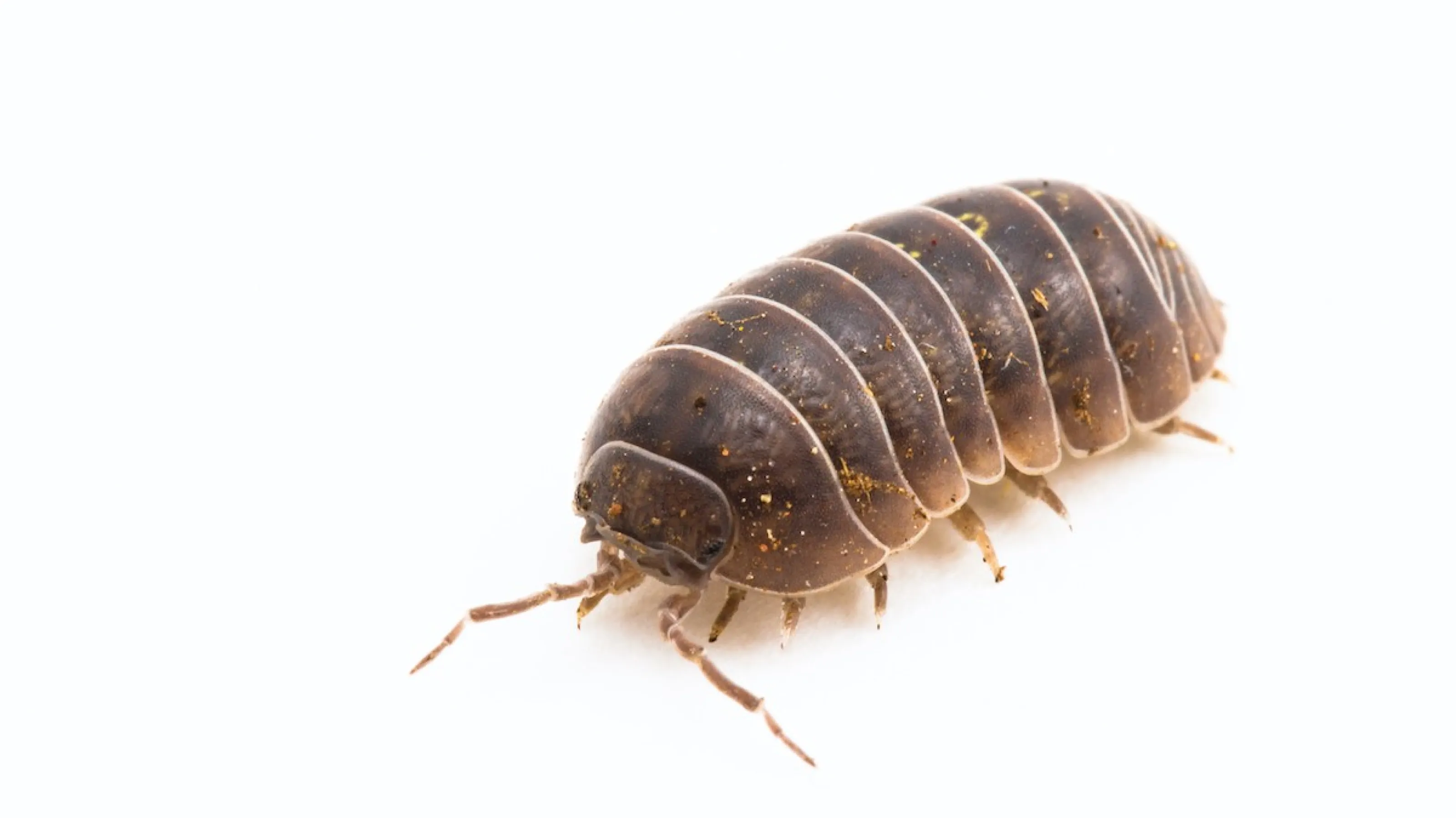 Pill Bugs | Pest Control Library | PestNow