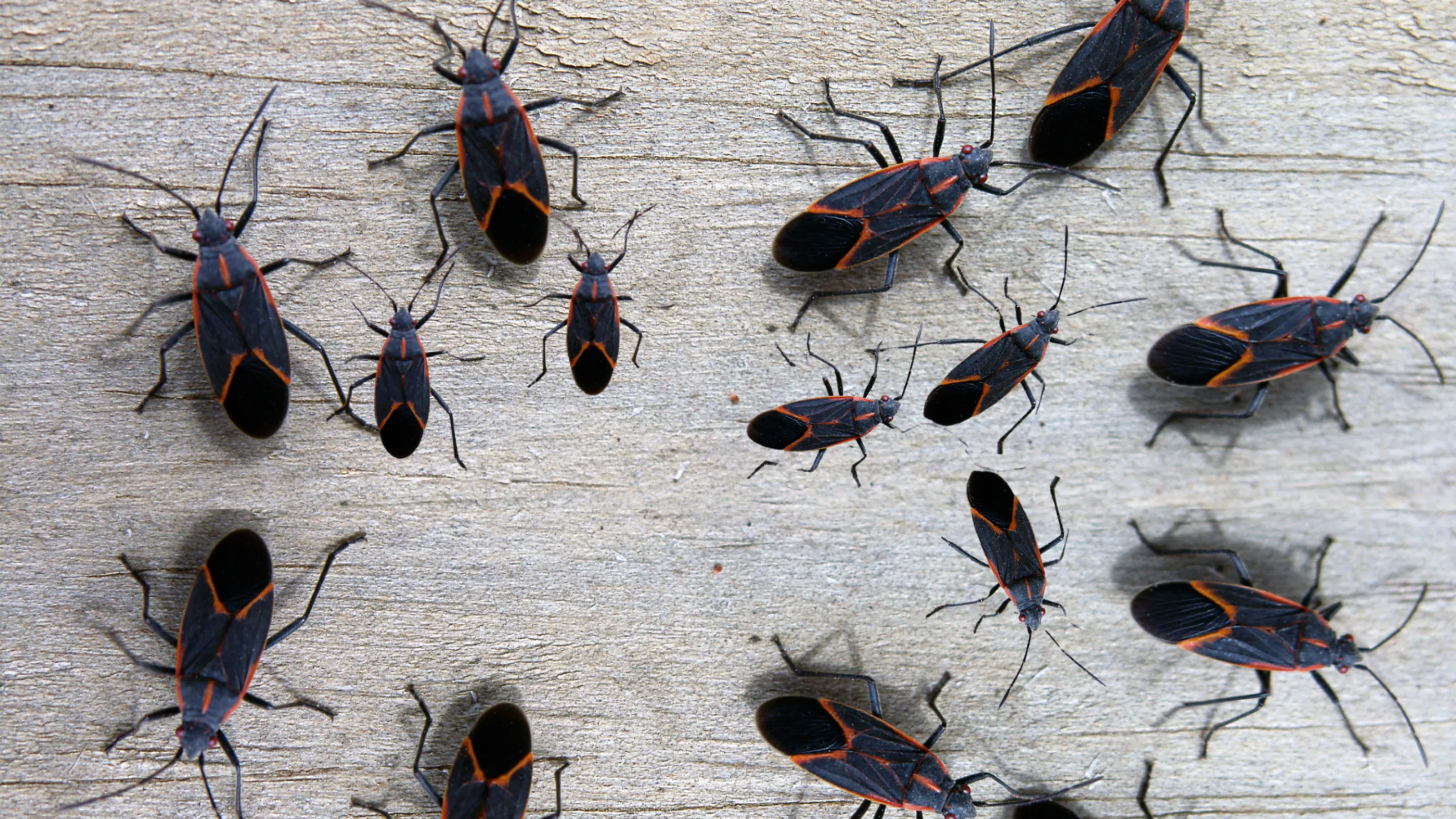 Boxelder Bugs | Mares Exterminating