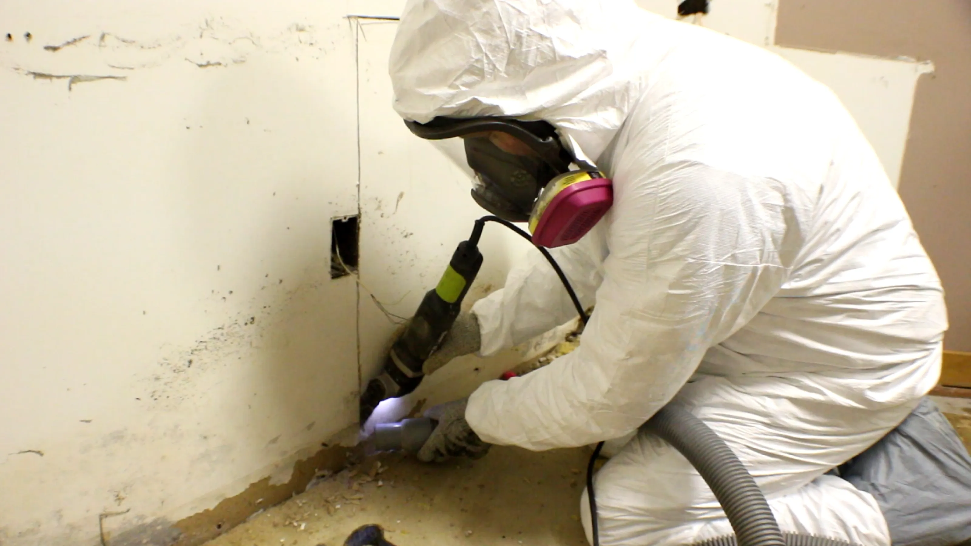 Mold Removal Services | Mold Medics