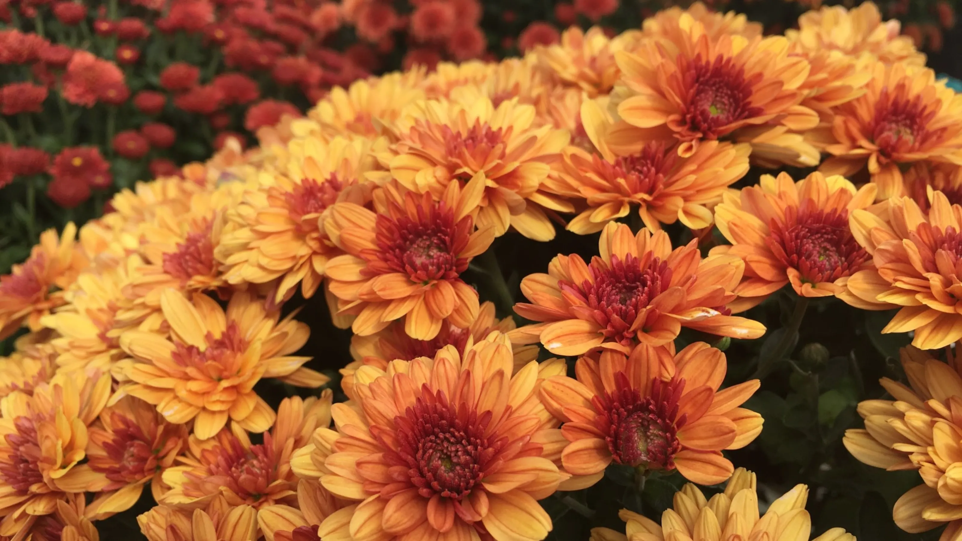 Garden & Plant Nursery | Landscape Design & Installation | Pike Nurseries