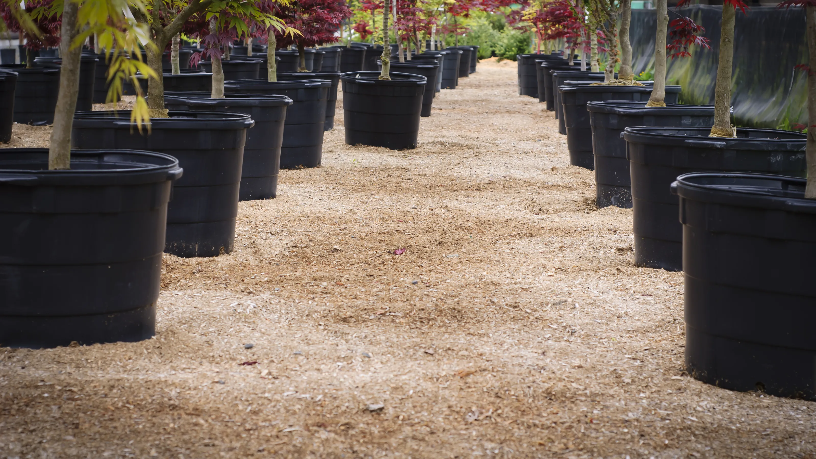 Pike Wholesale | Pike Nurseries