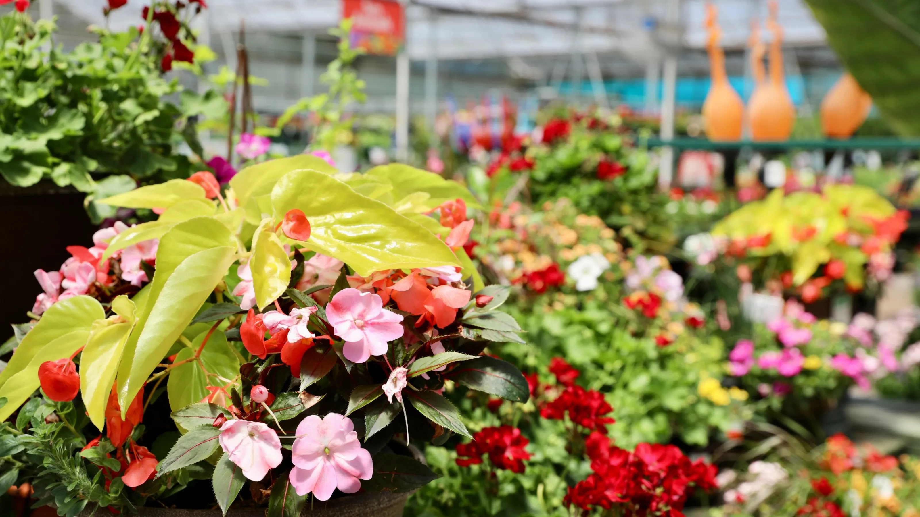 Garden & Plant Nursery | Landscape Design & Installation | Pike Nurseries