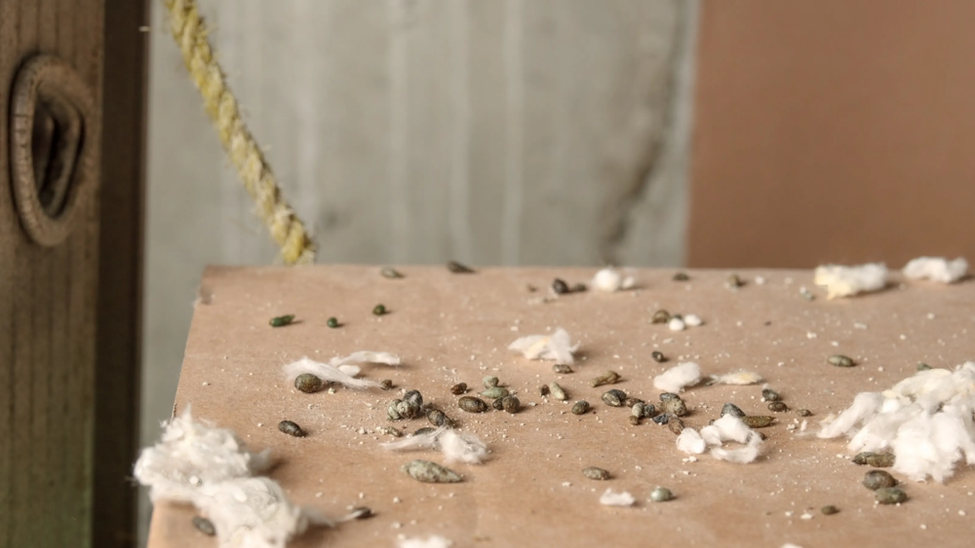 Expert Rodent Control Seattle | Rodent Guard