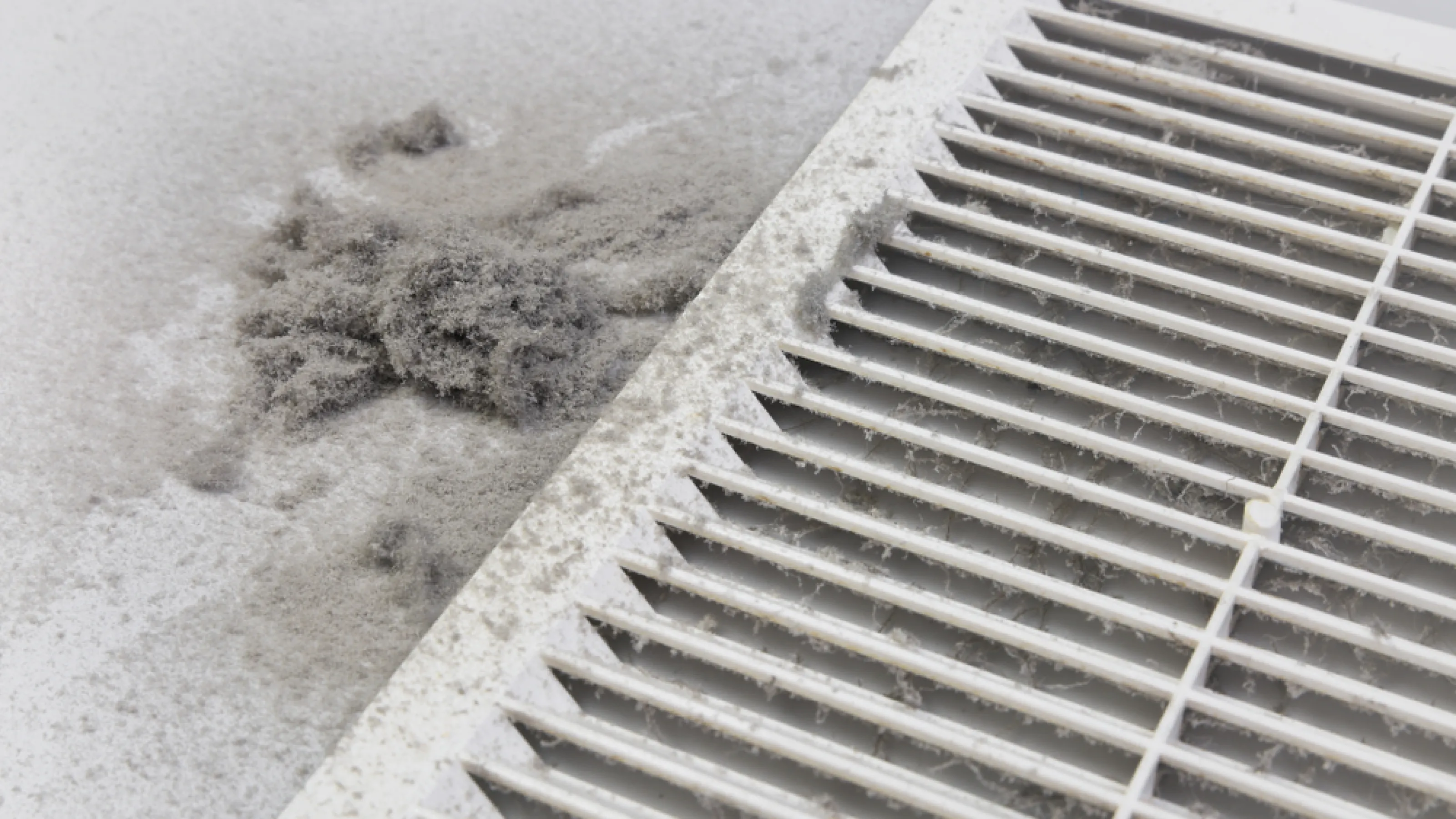 Expert Rodent Control Seattle | Rodent Guard