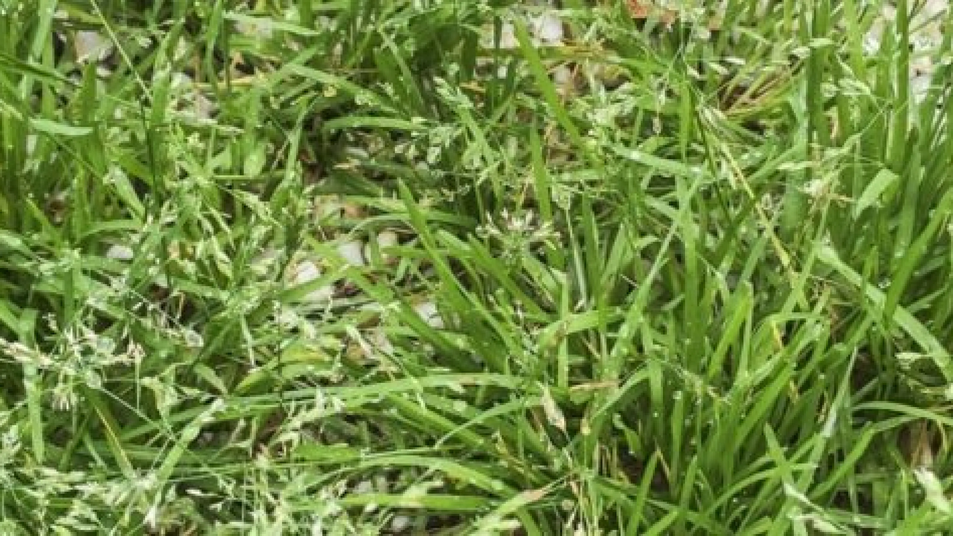 Southern Lawns Common Weeds | Turf Masters Lawn Care