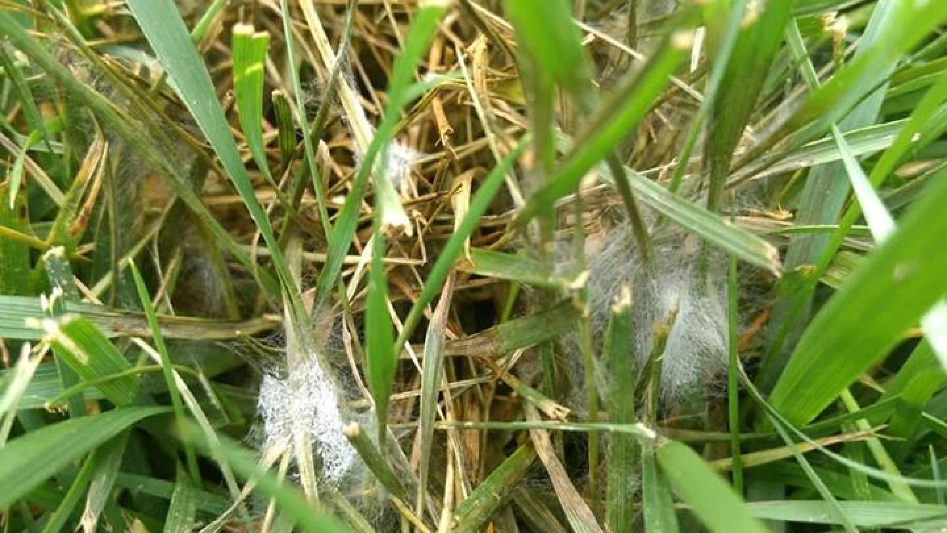 Lawn Disease Library | Turf Masters Lawn Care | Turf Masters Lawn Care