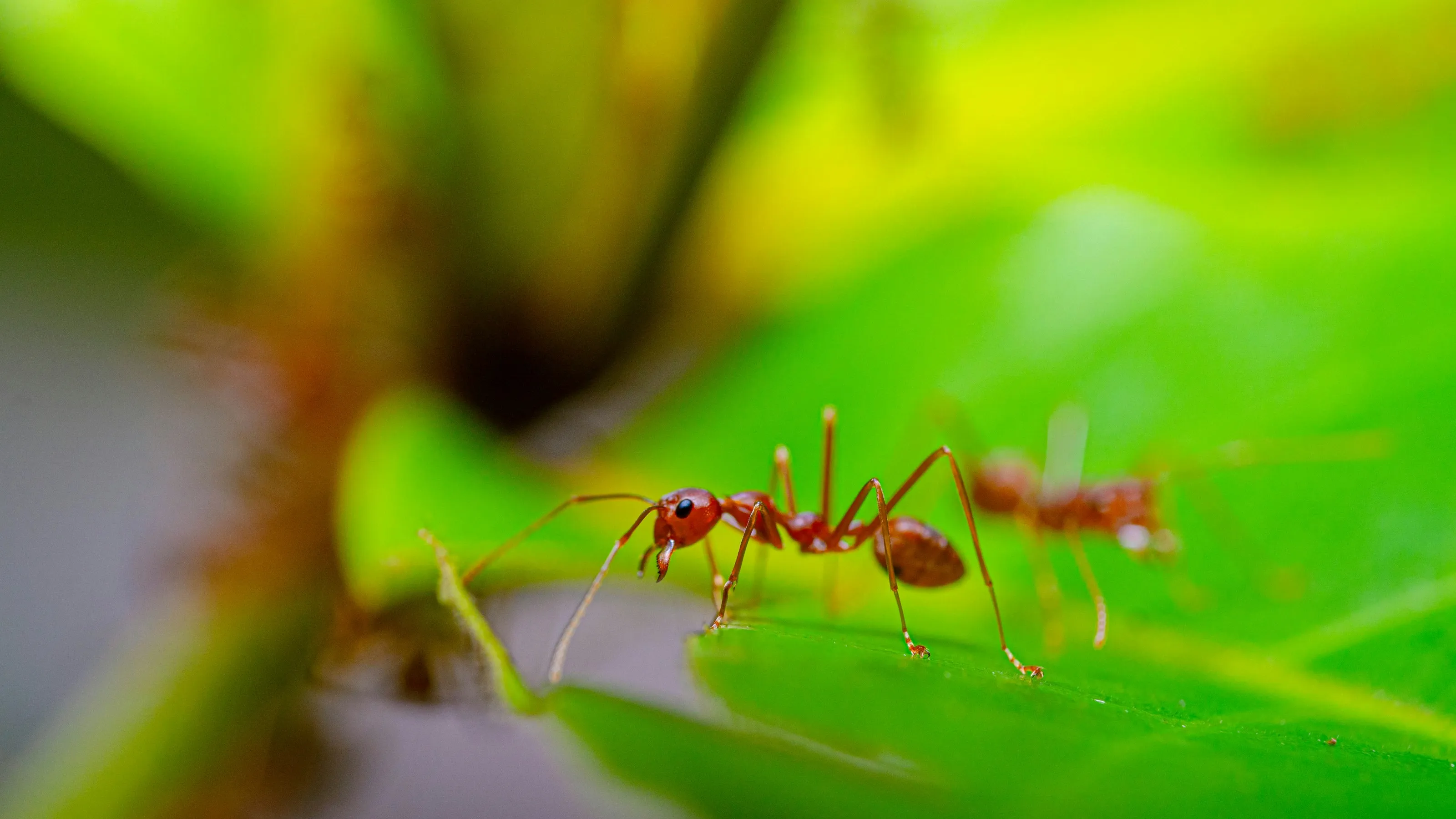Lawn Insects Library | Turf Masters Lawn Care
