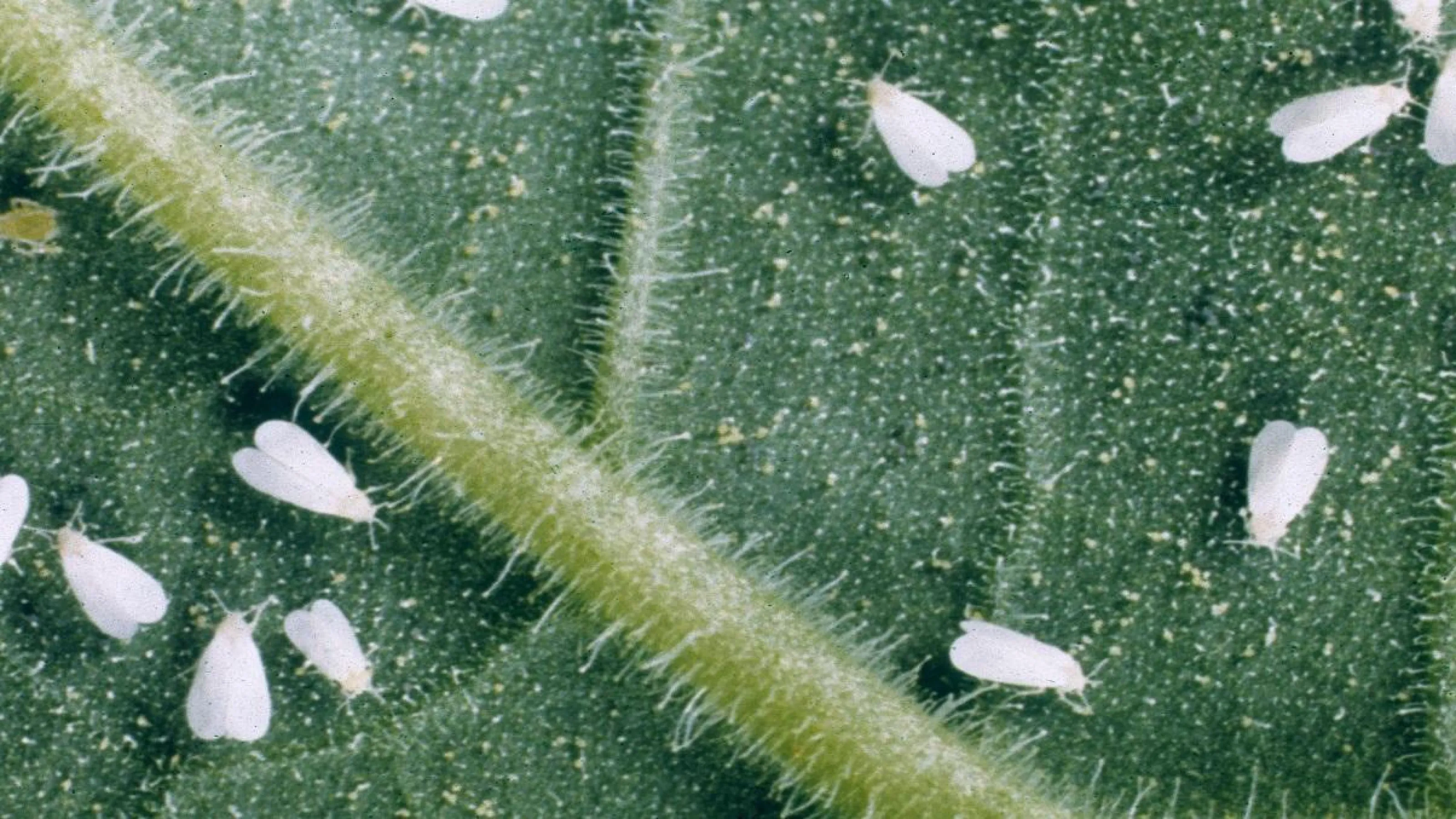 Tree & Shrub Insect Library | Turf Masters Lawn Care