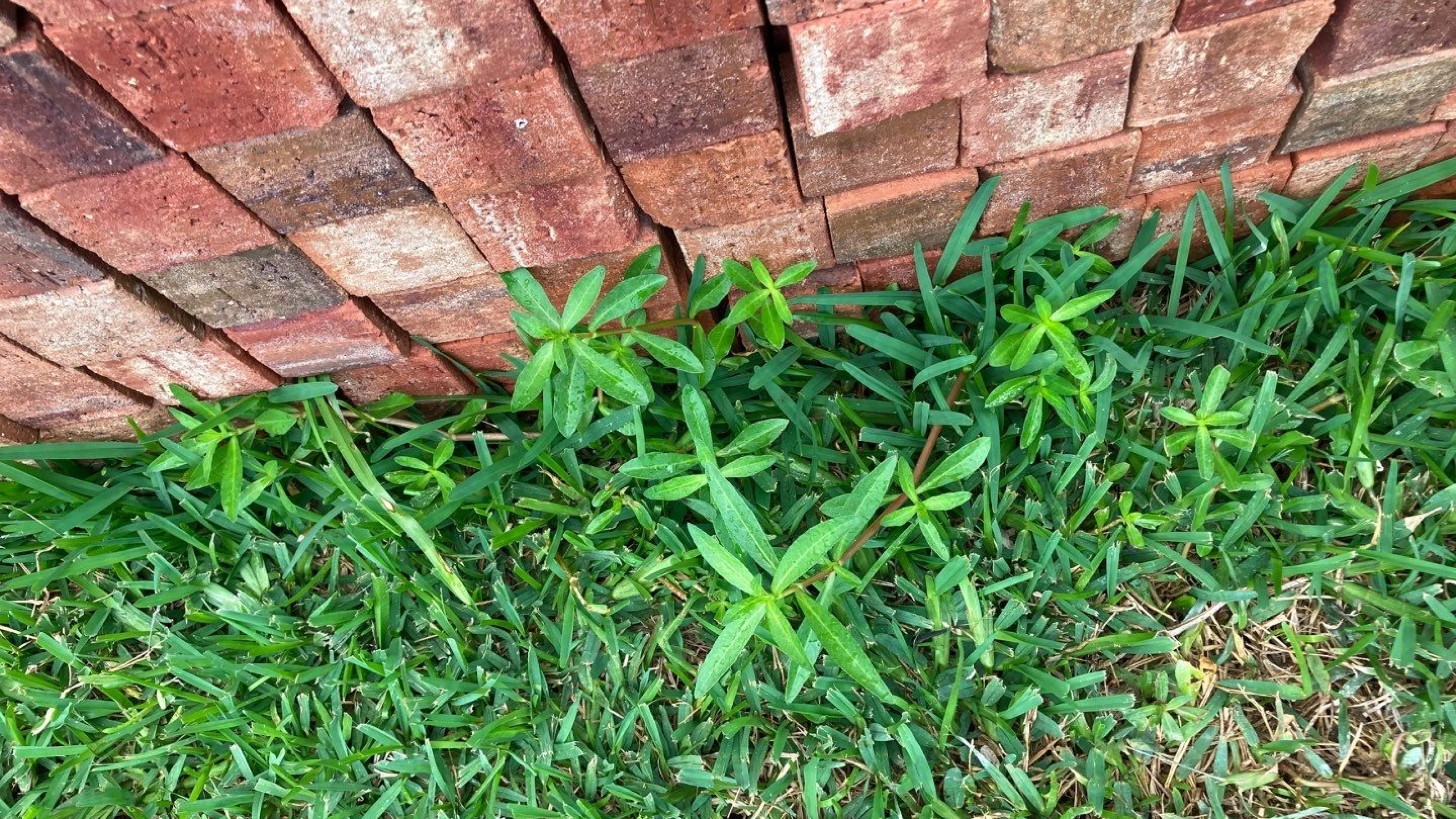 Weed Library | Turf Masters Lawn Care