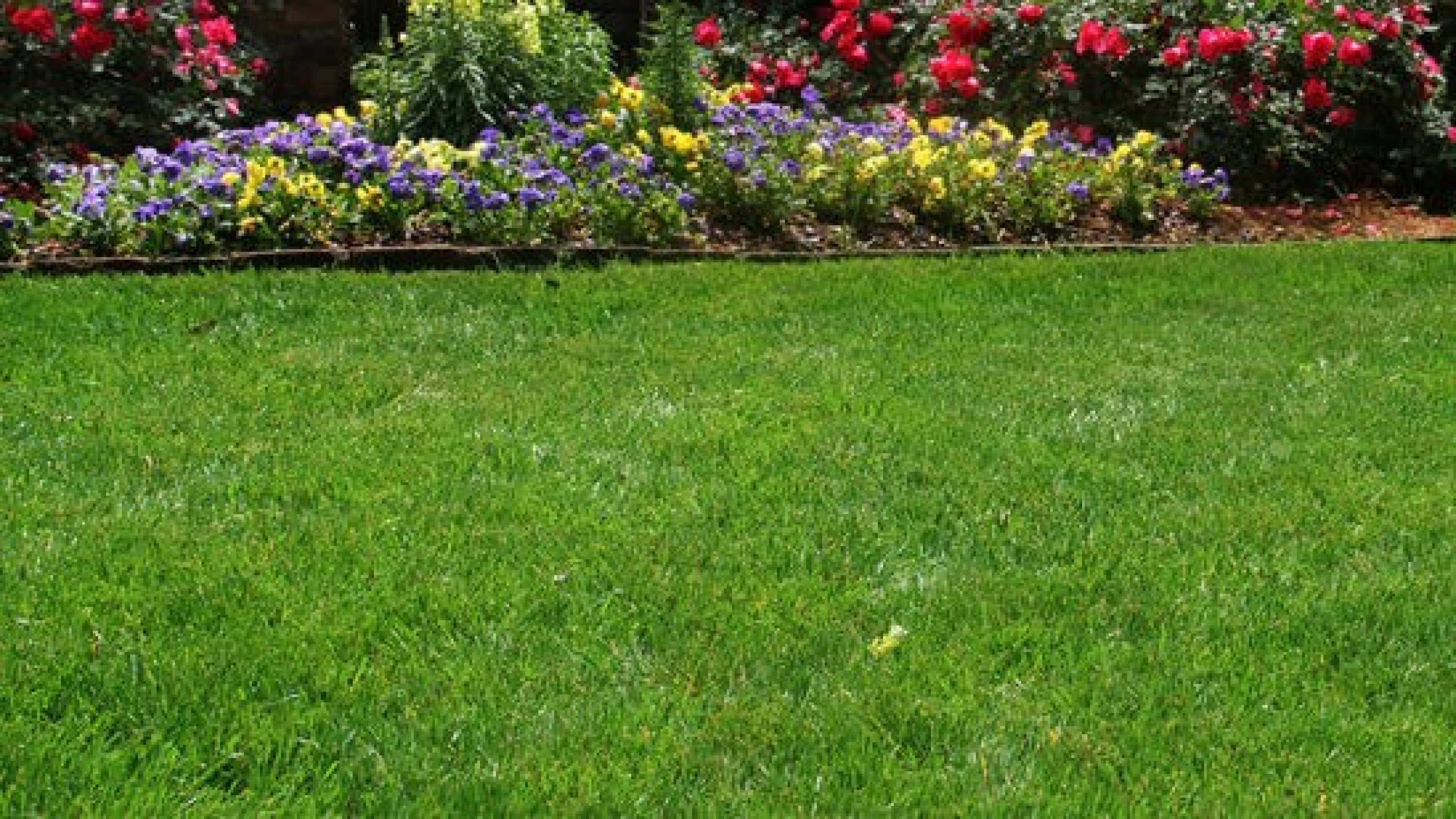 Aeration and Seeding | Turf Masters Lawn Care