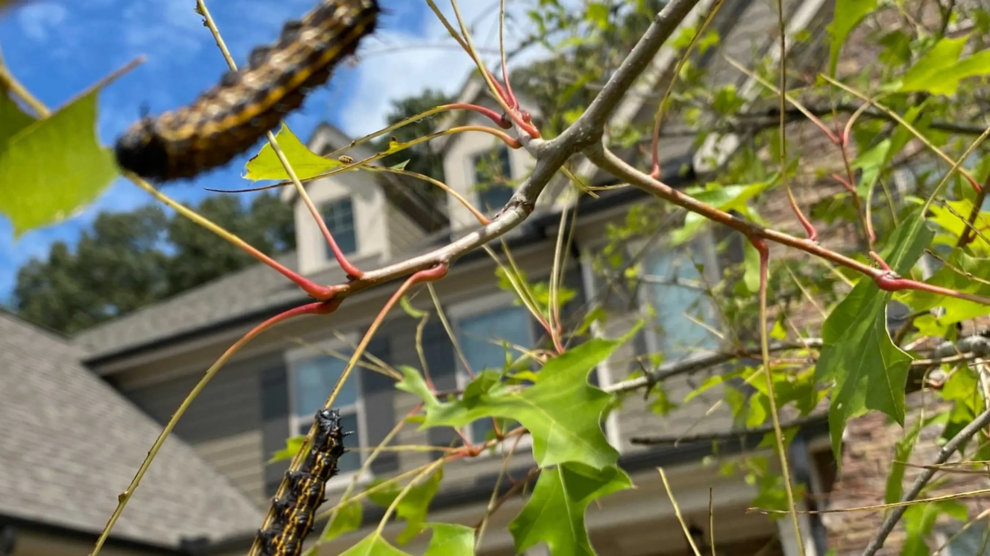 Tree & Shrub Insect Library | Turf Masters Lawn Care