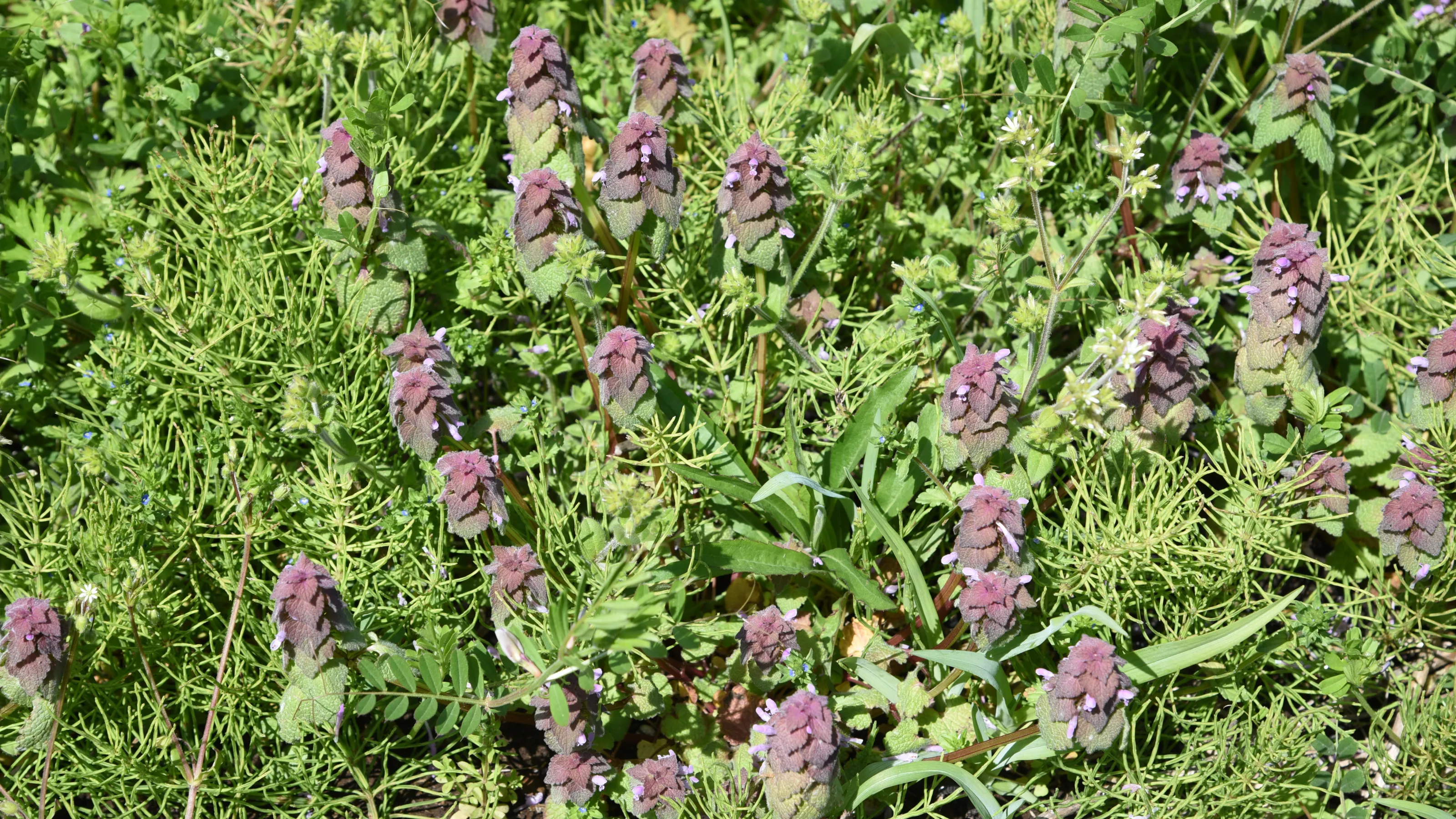 Weed Library | Turf Masters Lawn Care