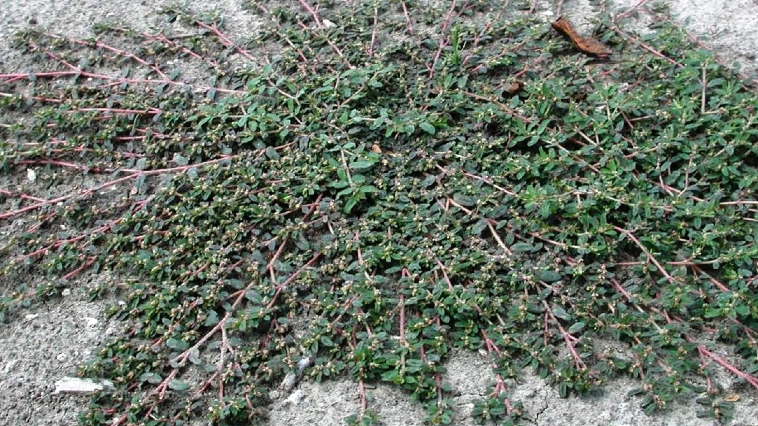 Weed Library | Turf Masters Lawn Care