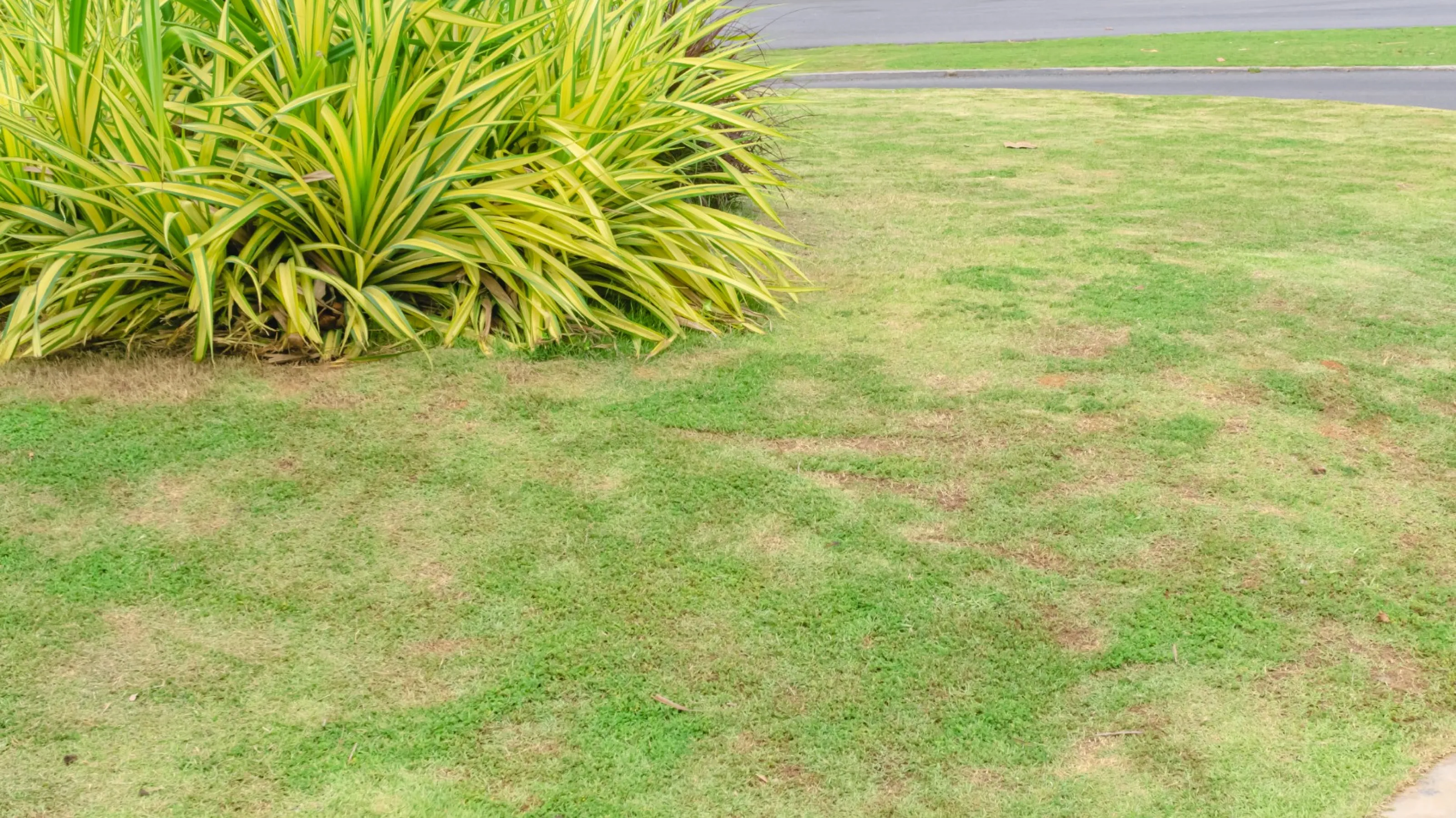Lawn Disease Library | Turf Masters Lawn Care | Turf Masters Lawn Care