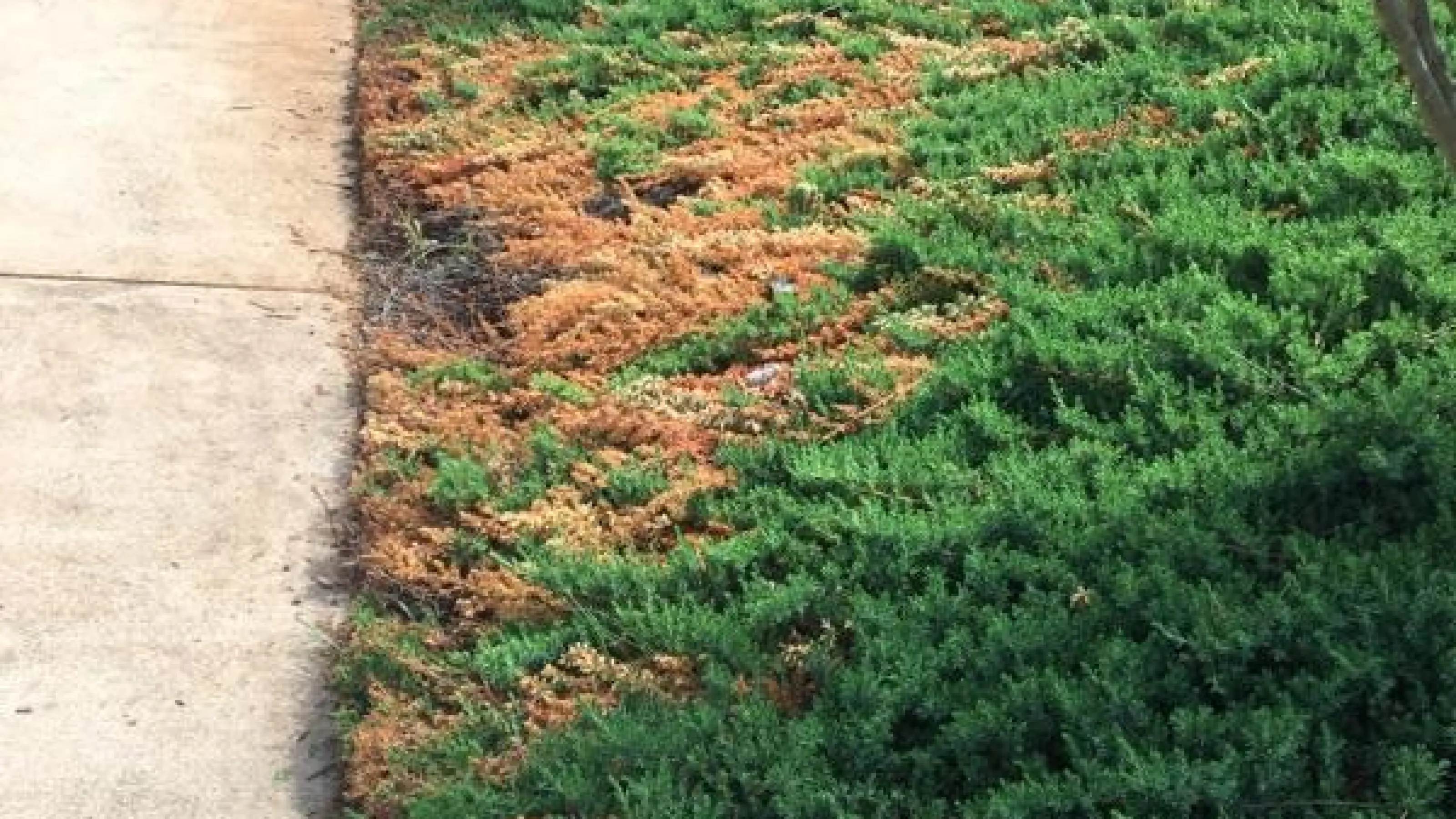 Tree & Shrub Disease Library | Turf Masters Lawn Care