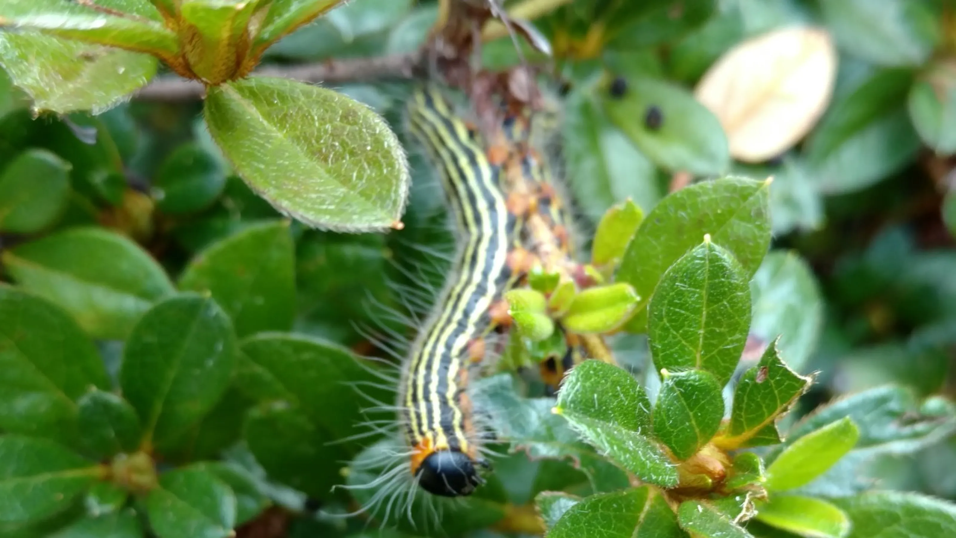 Tree & Shrub Insect Library | Turf Masters Lawn Care