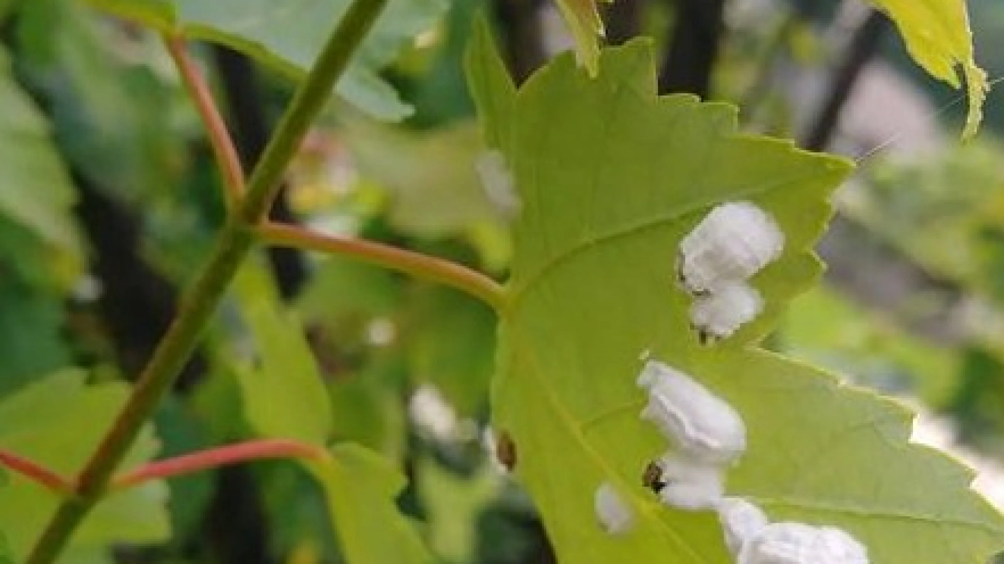 Tree & Shrub Insect Library | Turf Masters Lawn Care