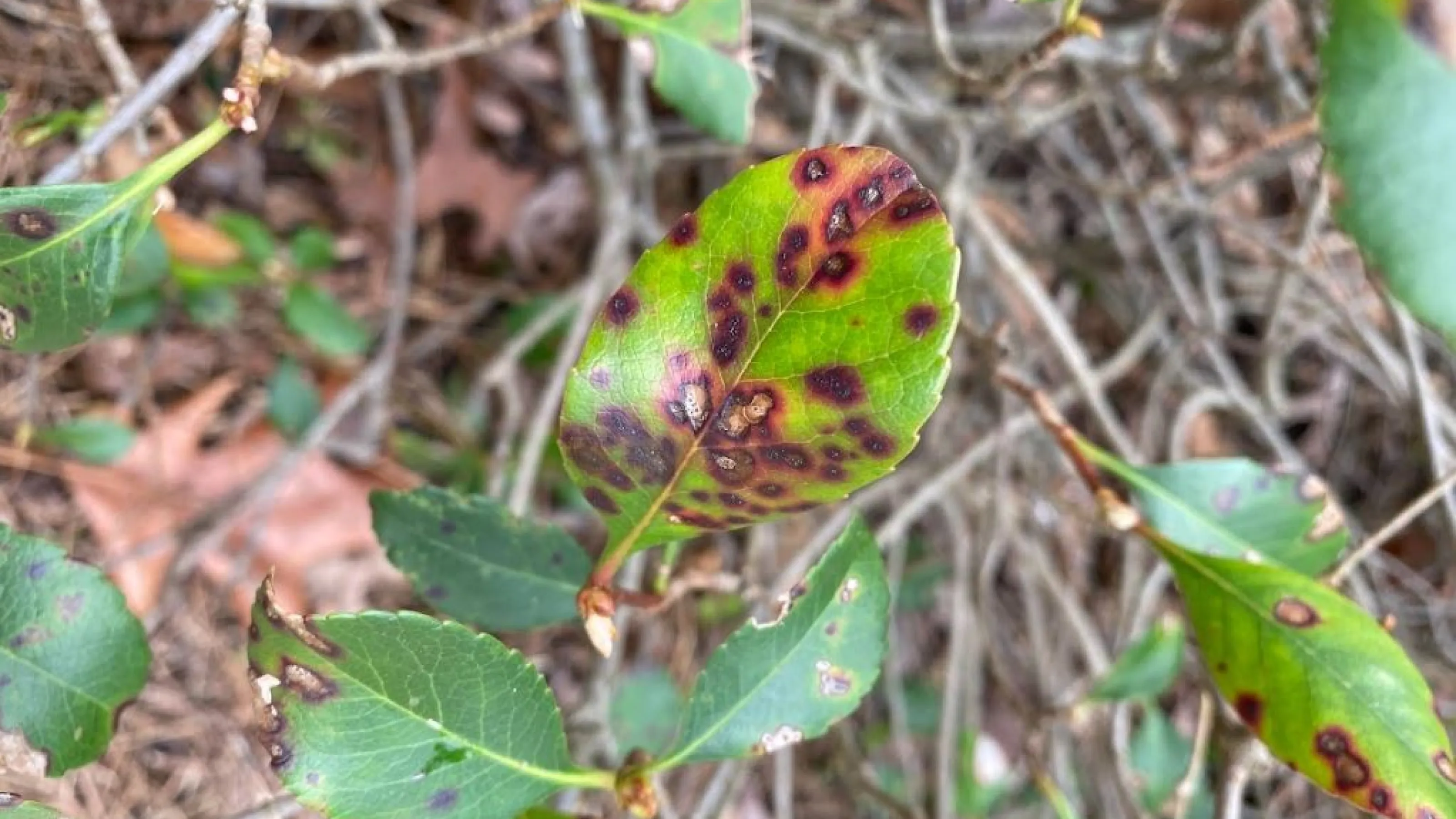Tree & Shrub Disease Library | Turf Masters Lawn Care