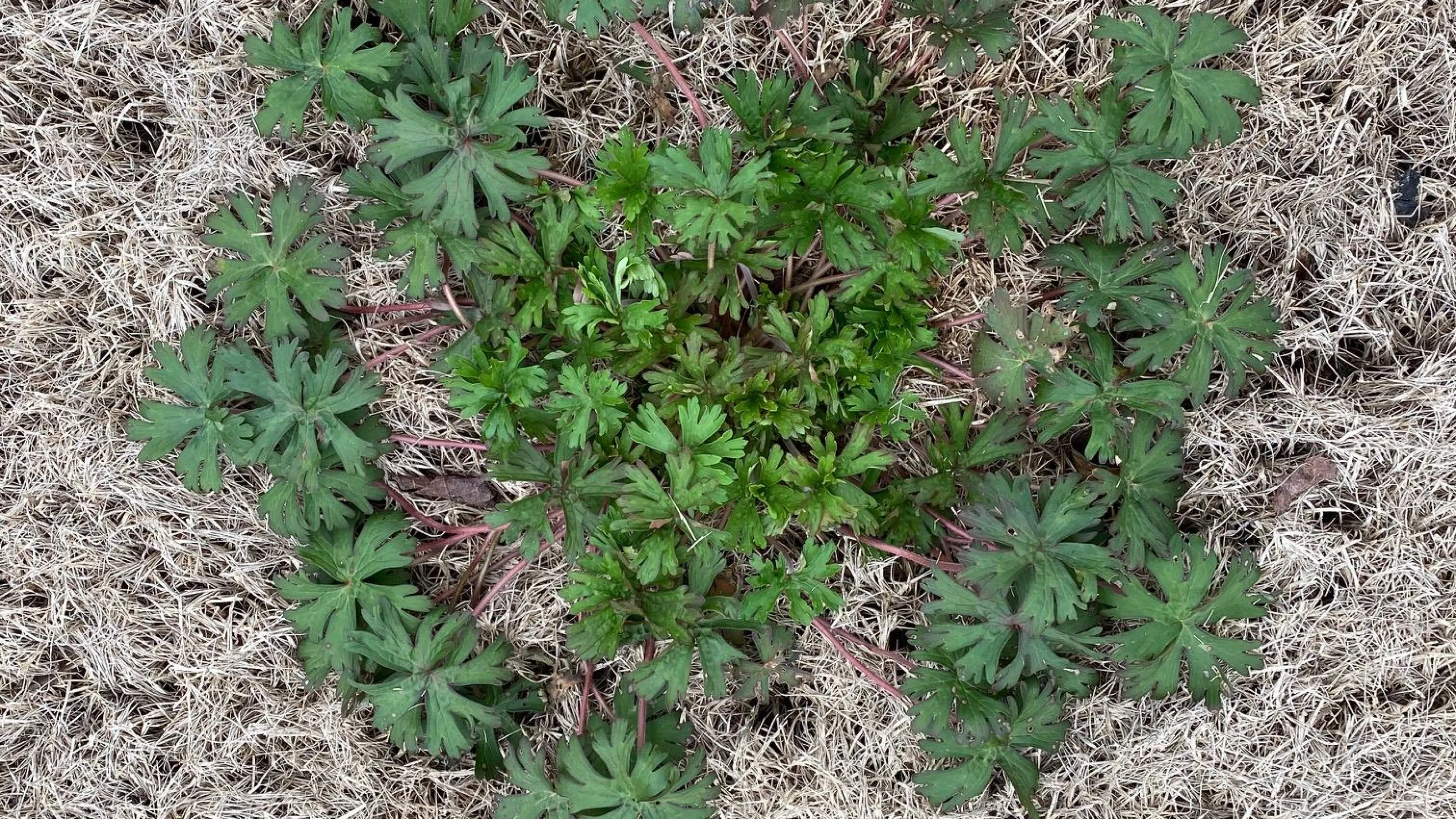 Weed Library | Turf Masters Lawn Care