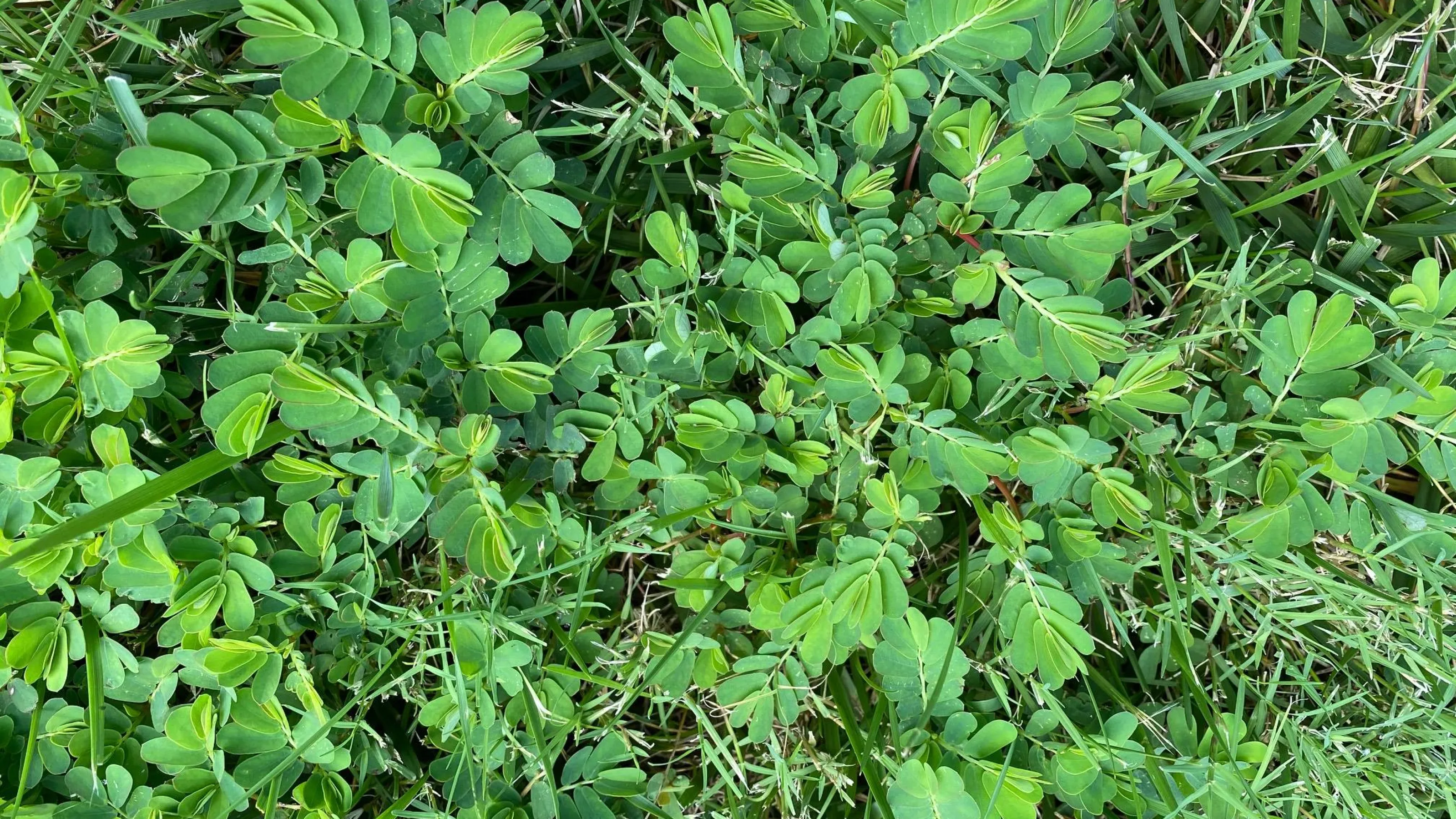 Weed Library | Turf Masters Lawn Care