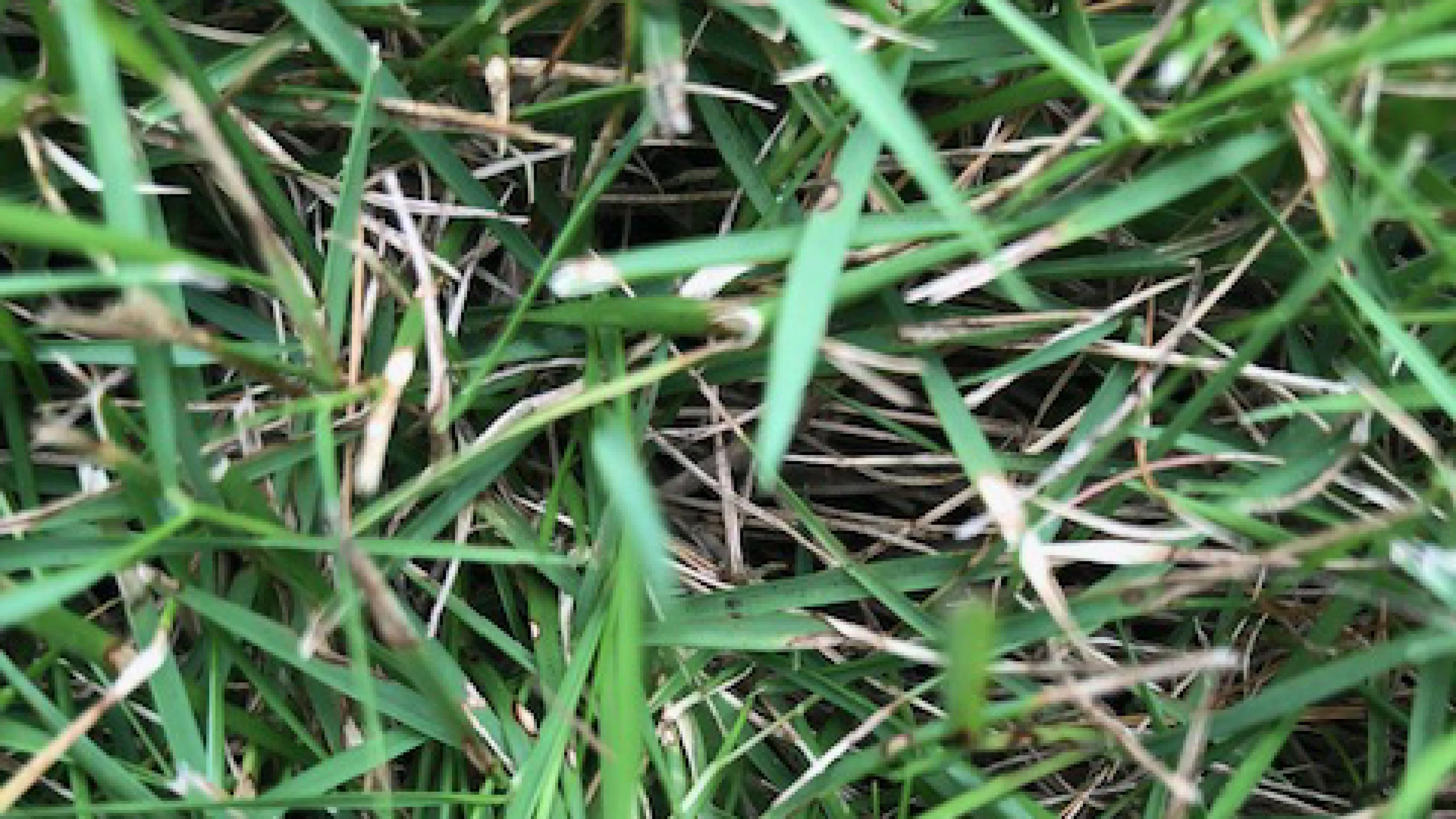 Comprehensive Lawn Care Program | Turf Masters Lawn Care