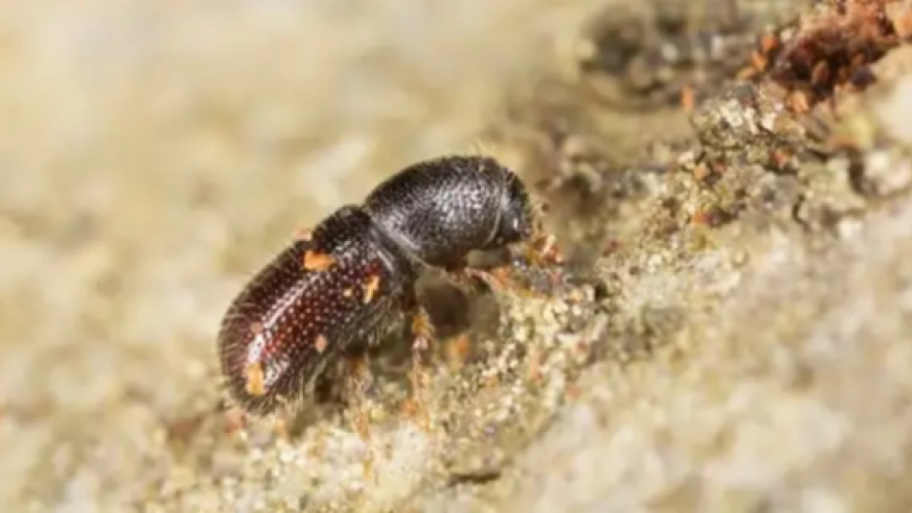 Tree & Shrub Insect Library | Turf Masters Lawn Care