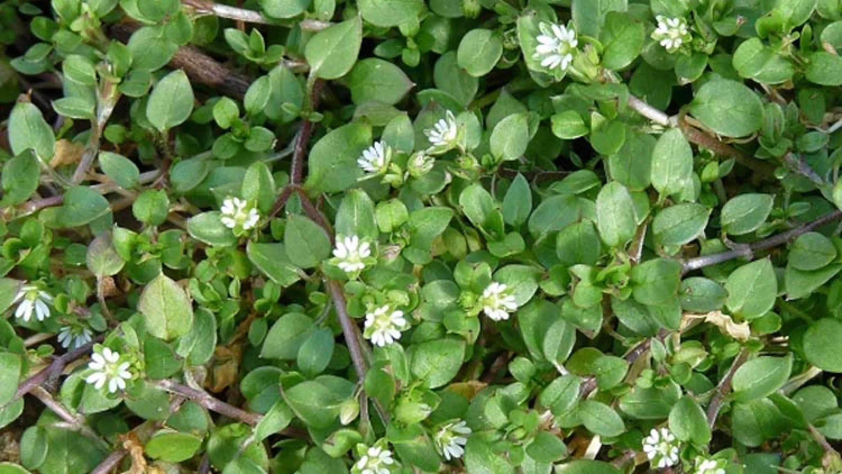 Weed Library | Turf Masters Lawn Care