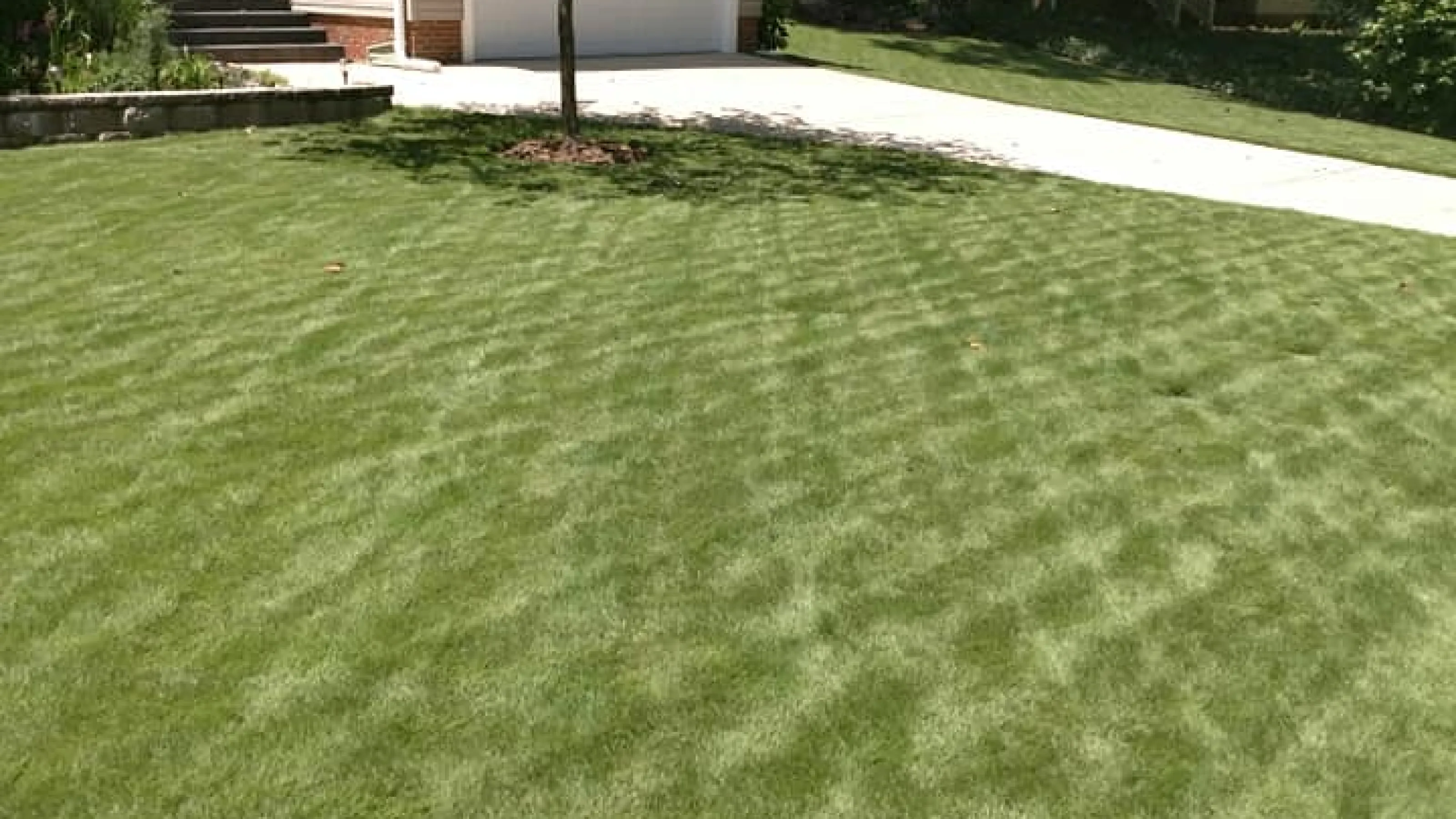 All About Thatch | Turf Masters Lawn Care