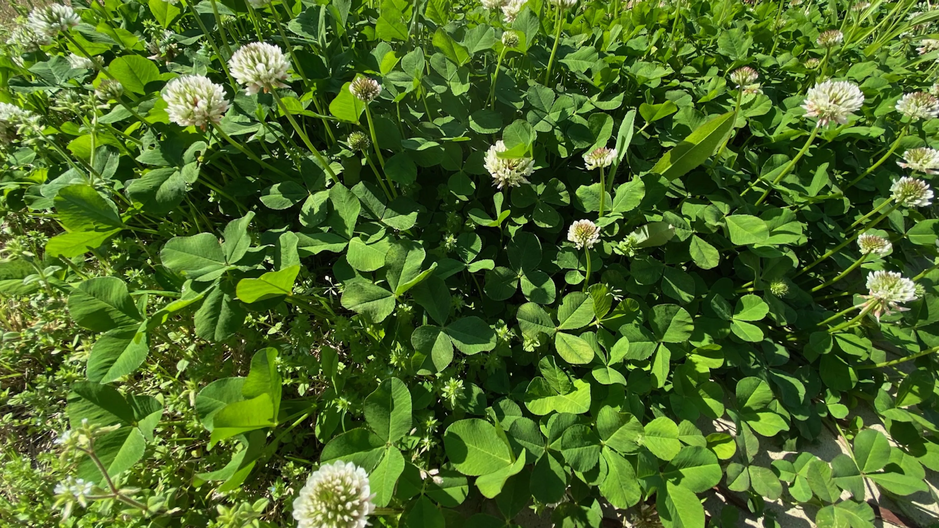 Weed Library | Turf Masters Lawn Care