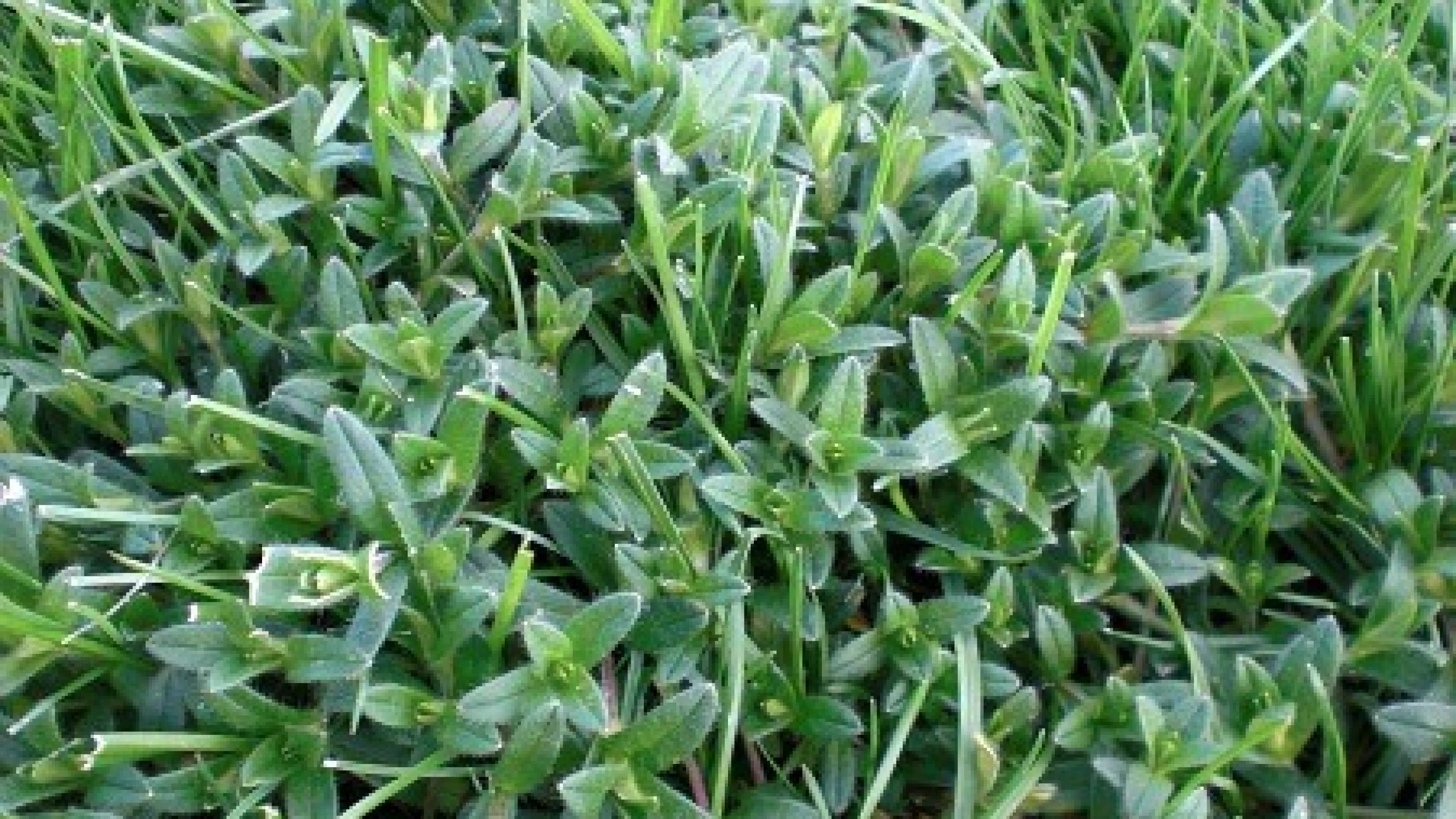 Weed Library | Turf Masters Lawn Care