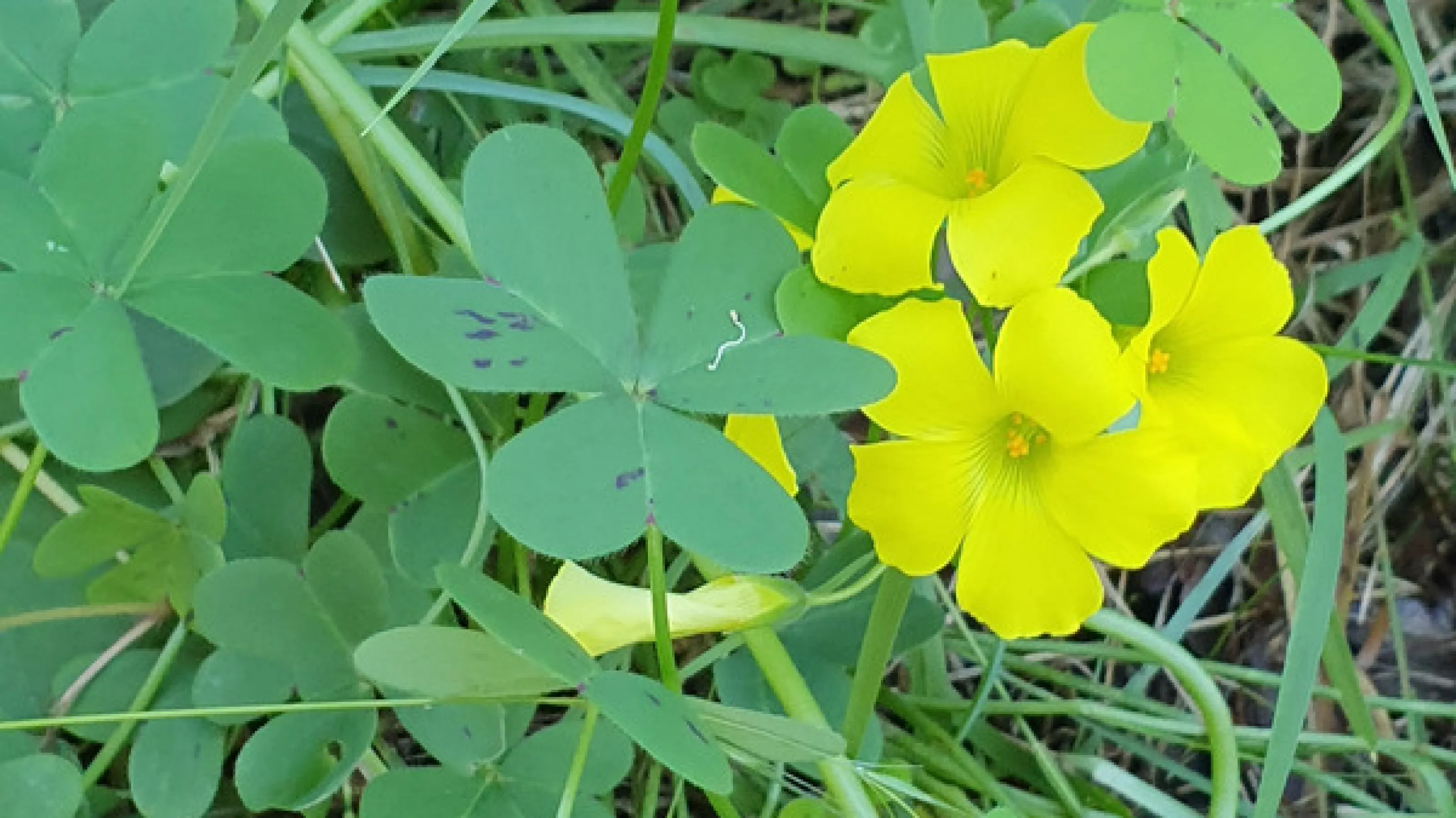 Weed Library | Turf Masters Lawn Care