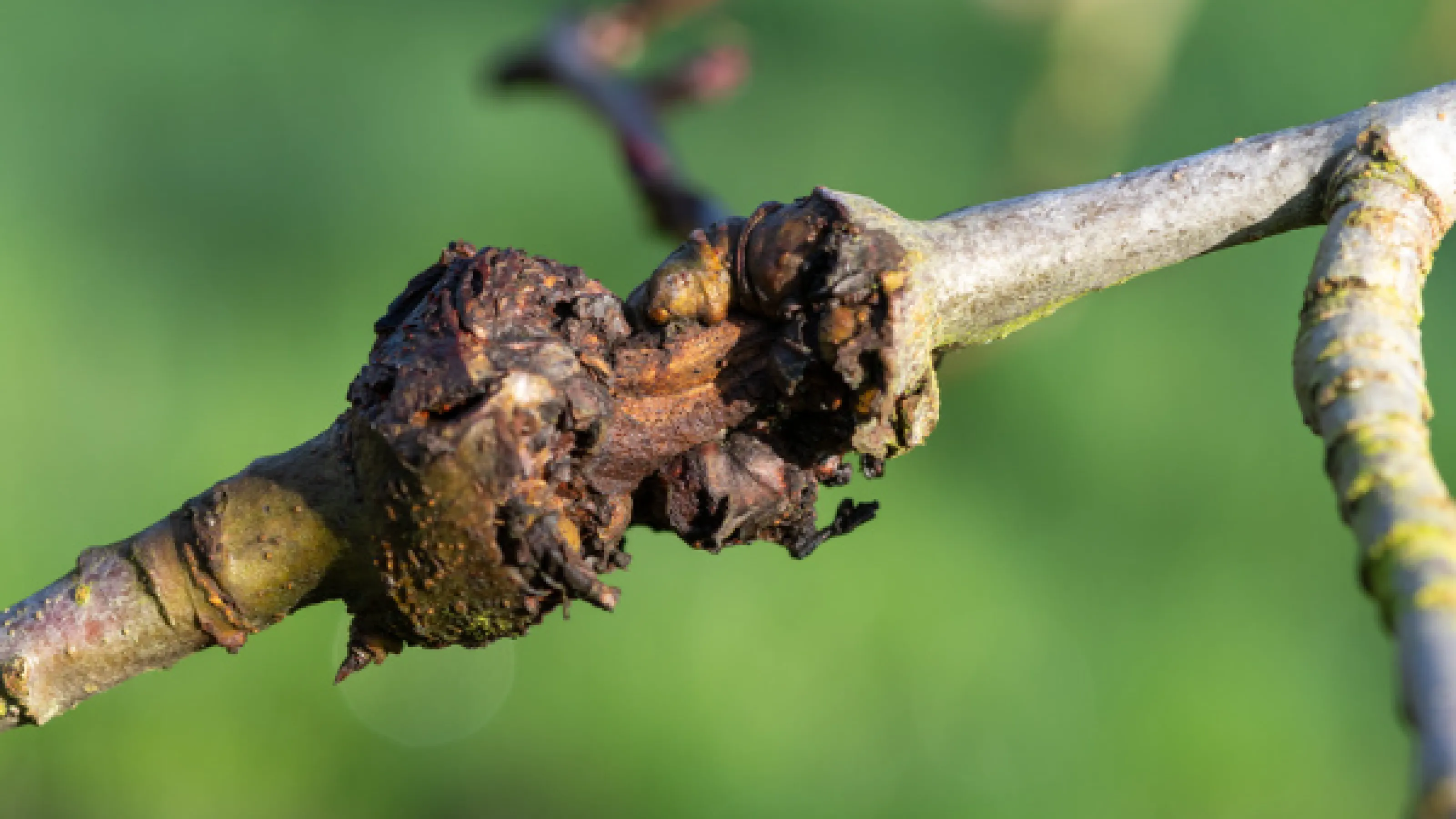 Tree & Shrub Disease Library | Turf Masters Lawn Care