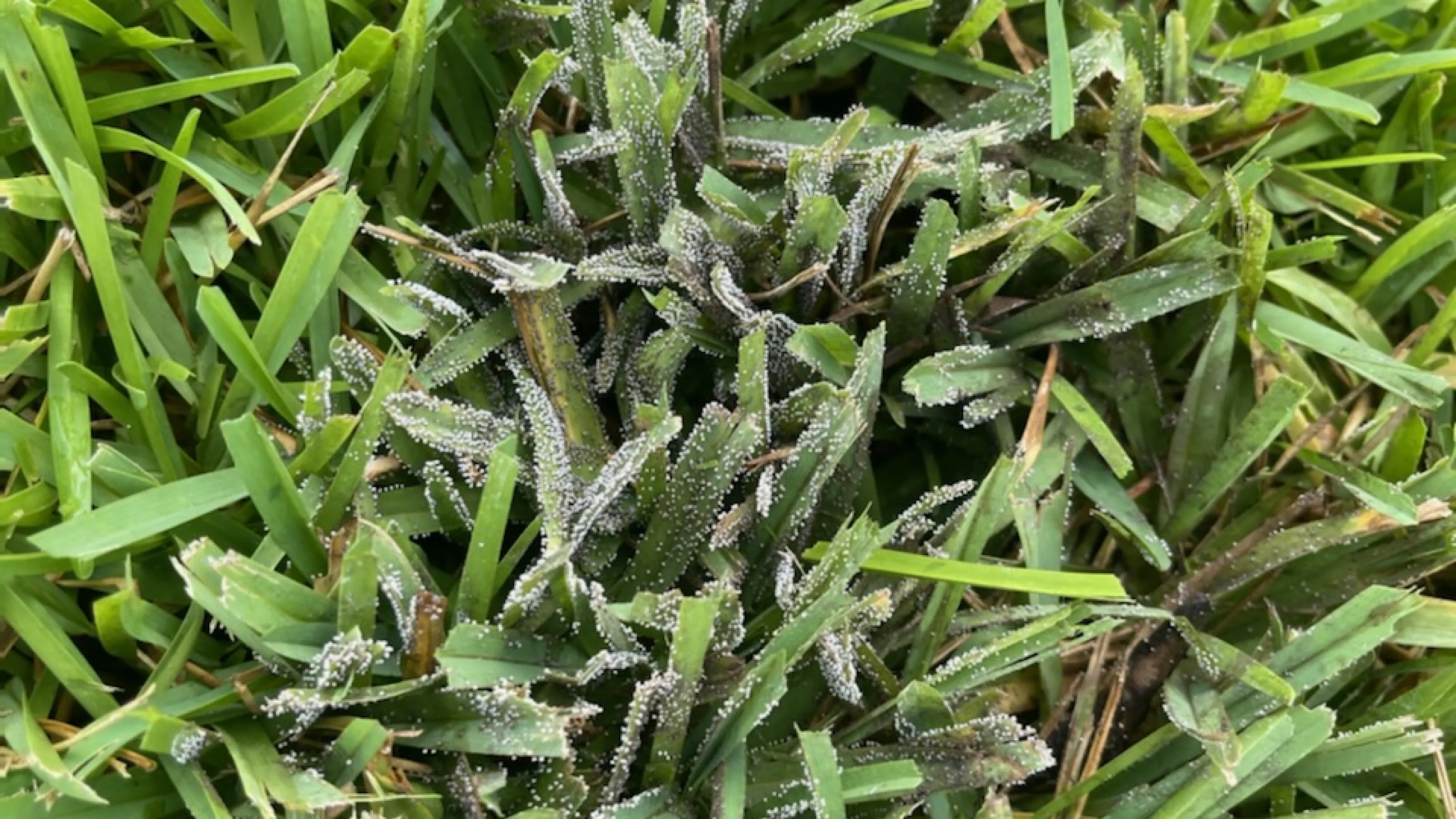 Lawn Disease Library | Turf Masters Lawn Care | Turf Masters Lawn Care