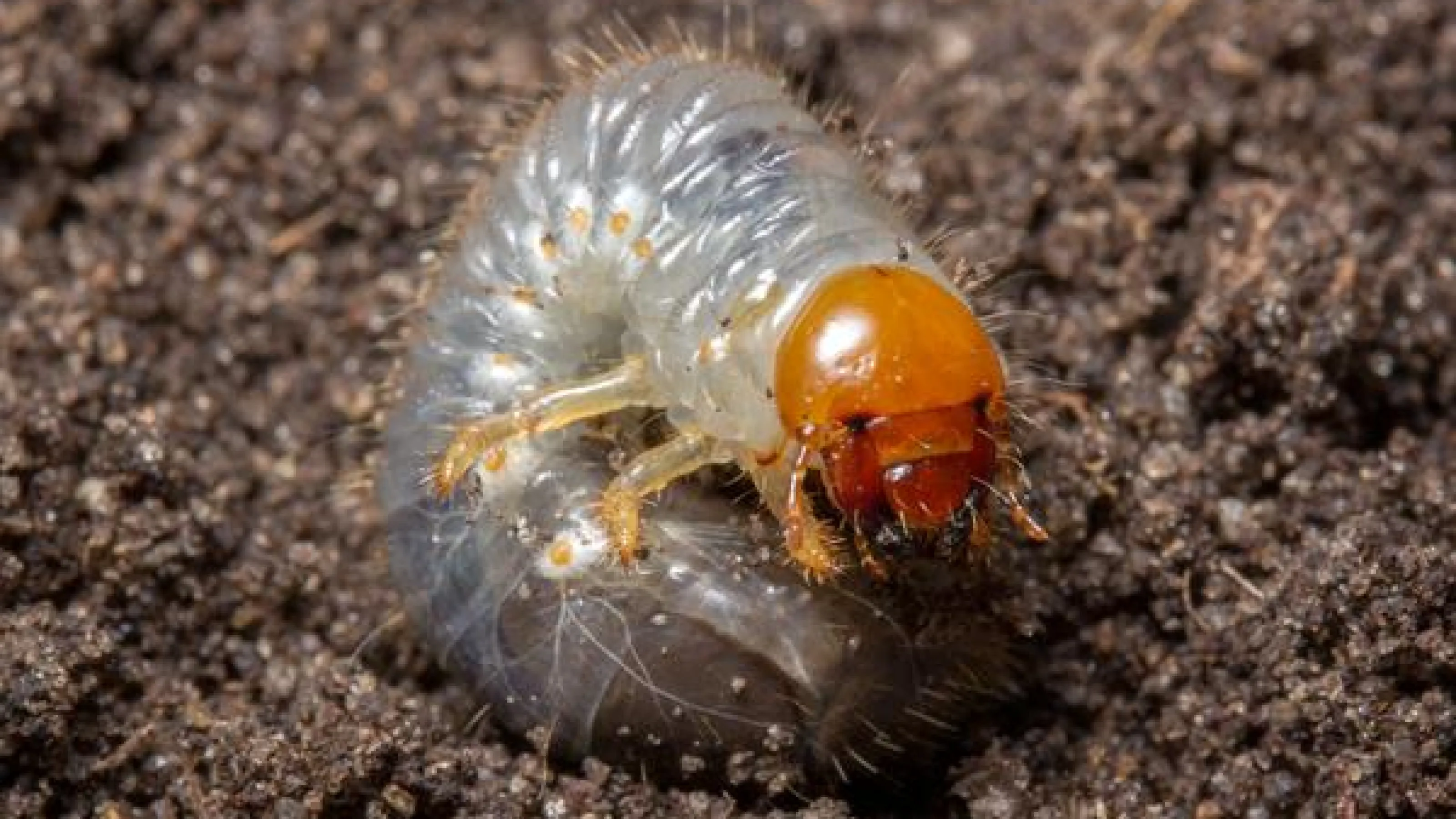 Lawn Insects Library | Turf Masters Lawn Care