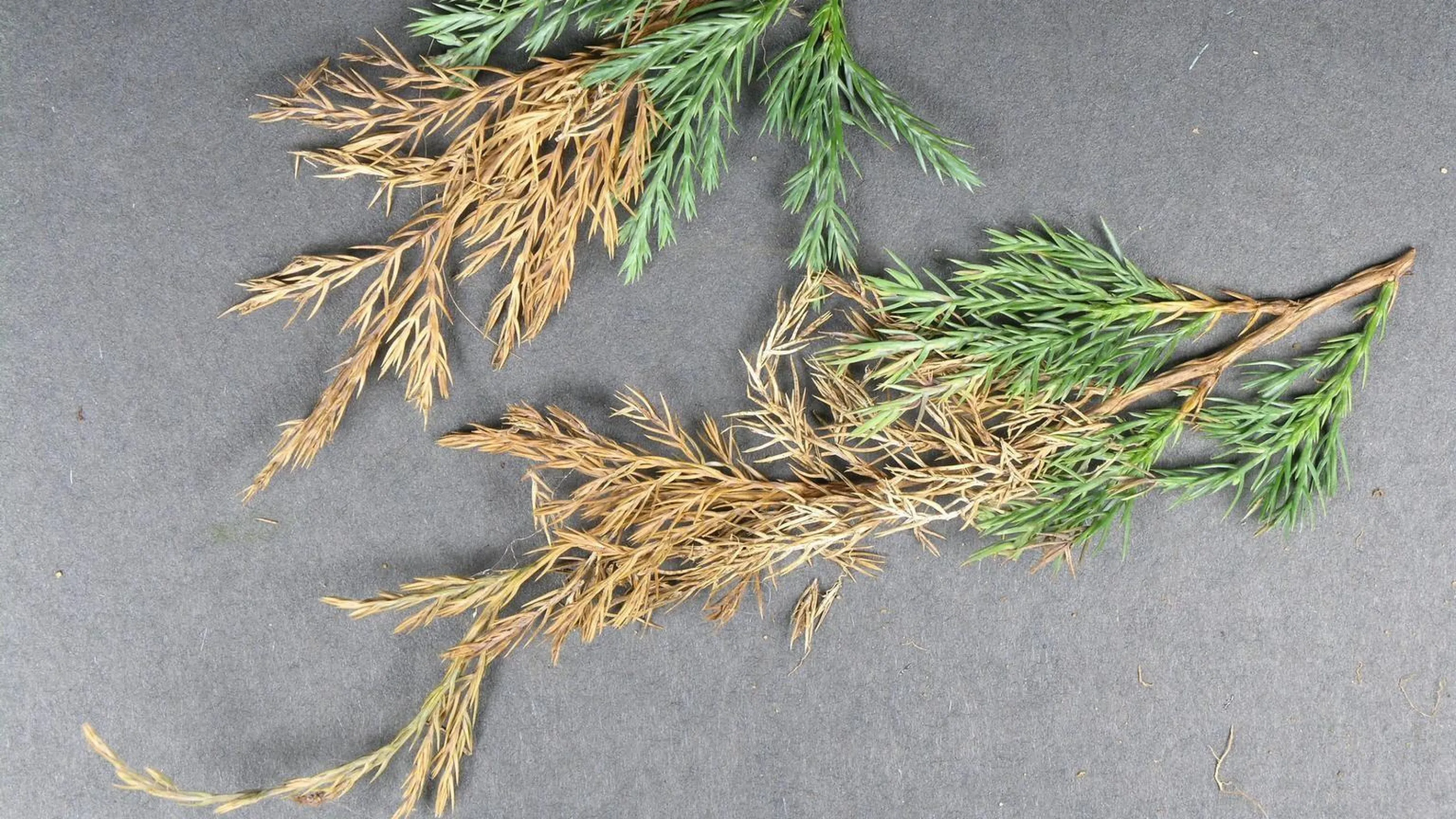 Tree & Shrub Disease Library | Turf Masters Lawn Care