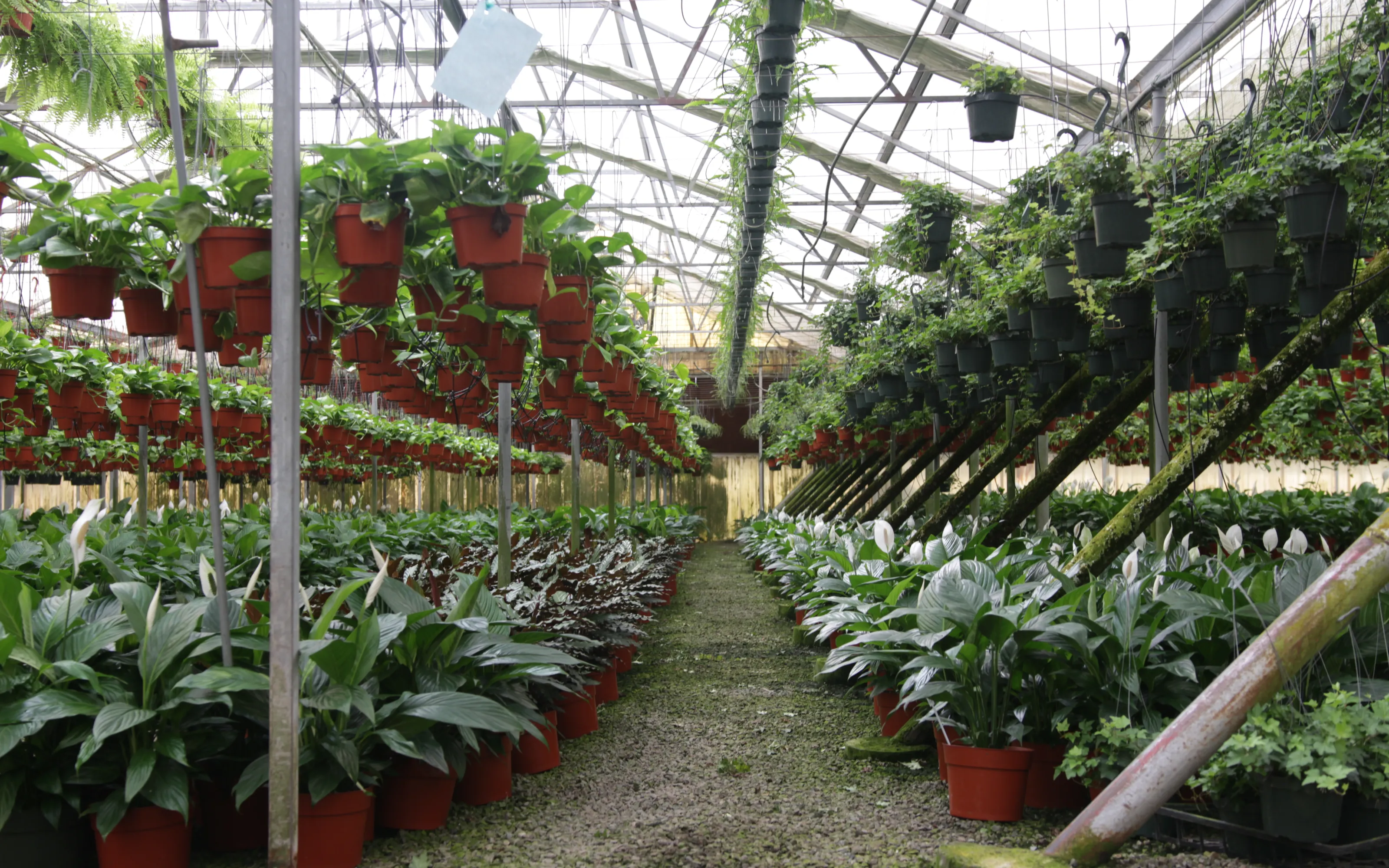 History | Armstrong Growers