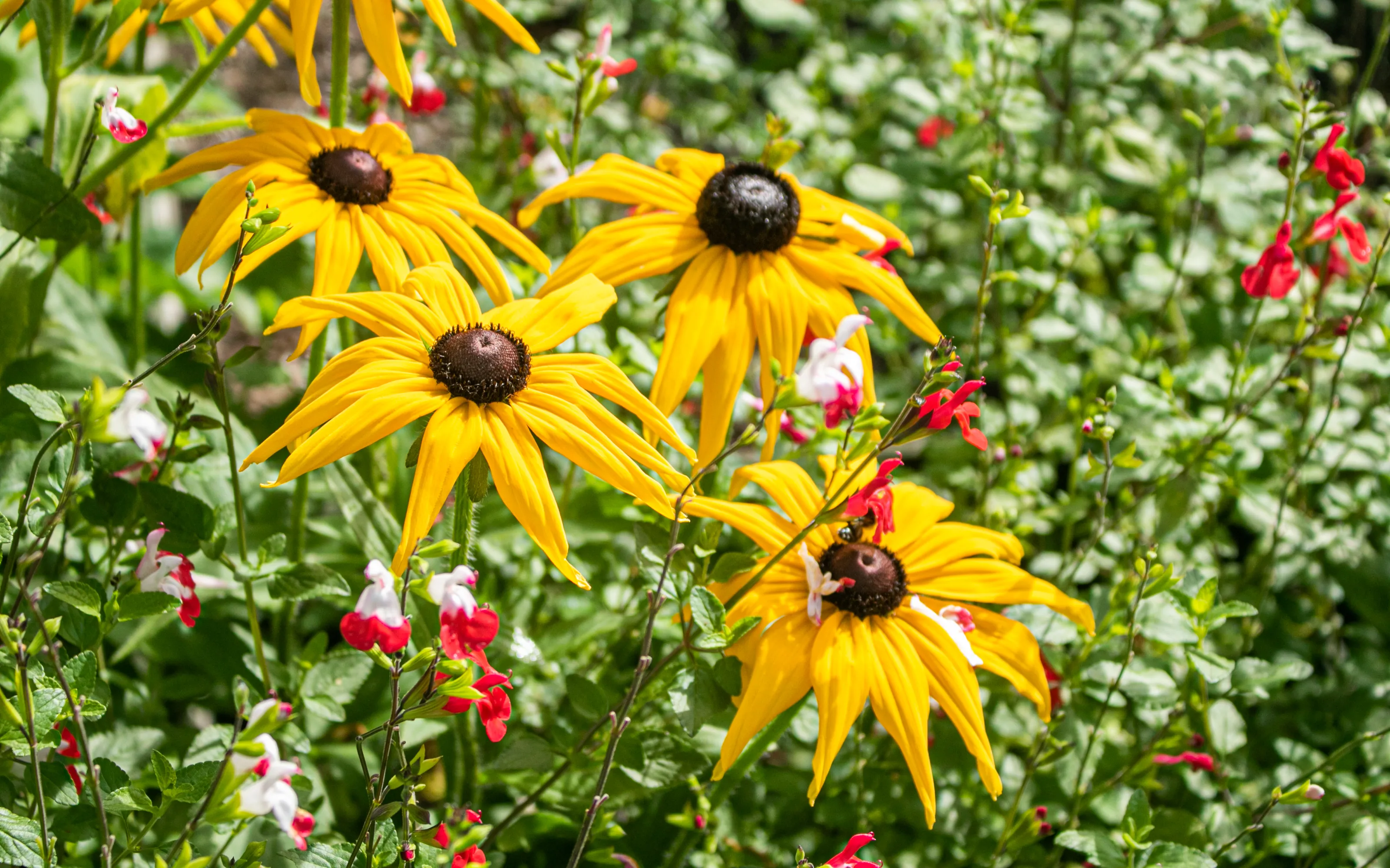 September Lawn & Garden Tips | Armstrong Garden Centers