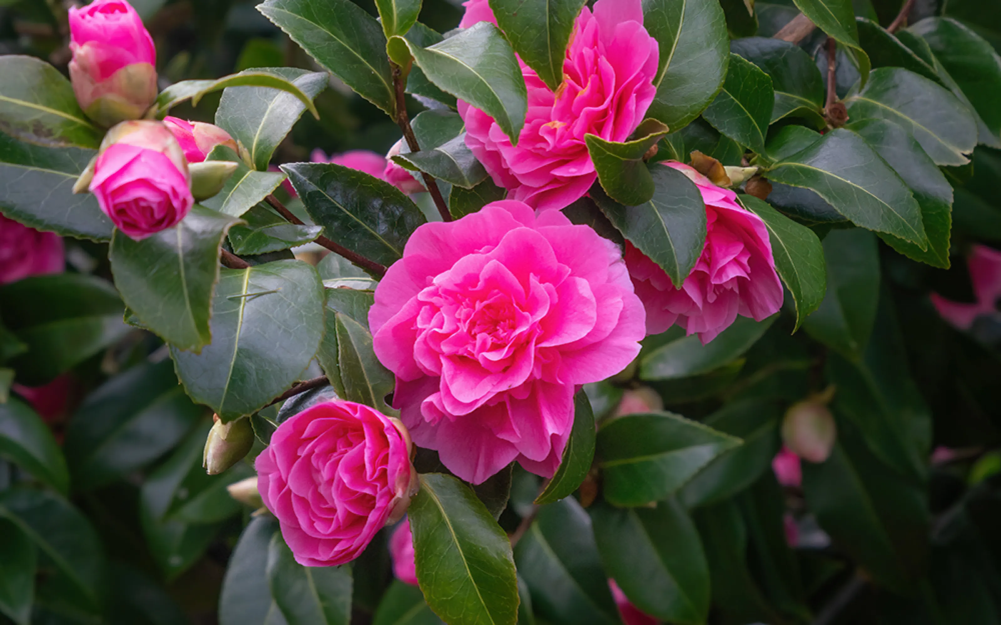 November Lawn & Garden Tips | Armstrong Garden Centers